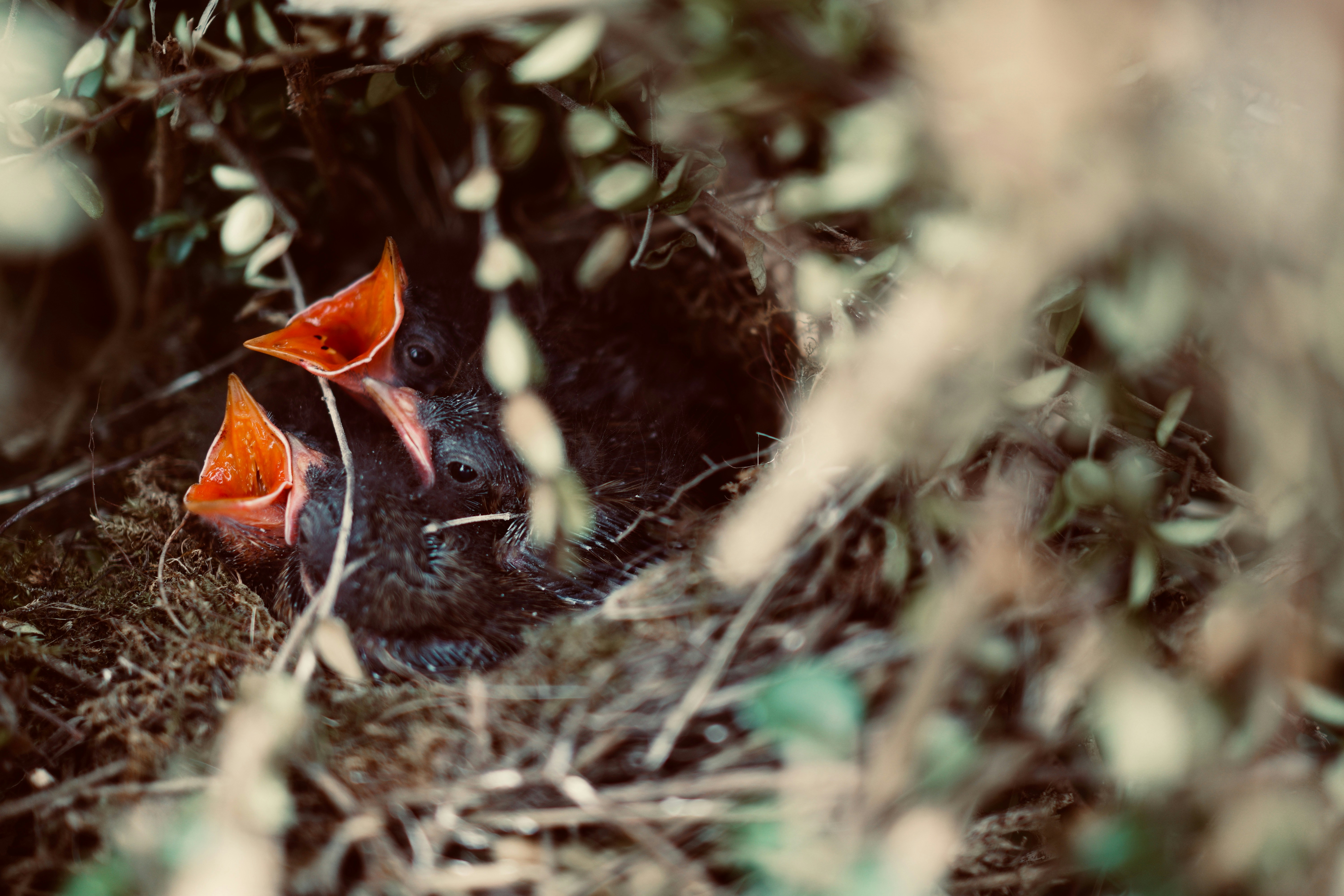 Hidden Nursery: A Pouch of Song Amid the Leafy Veil