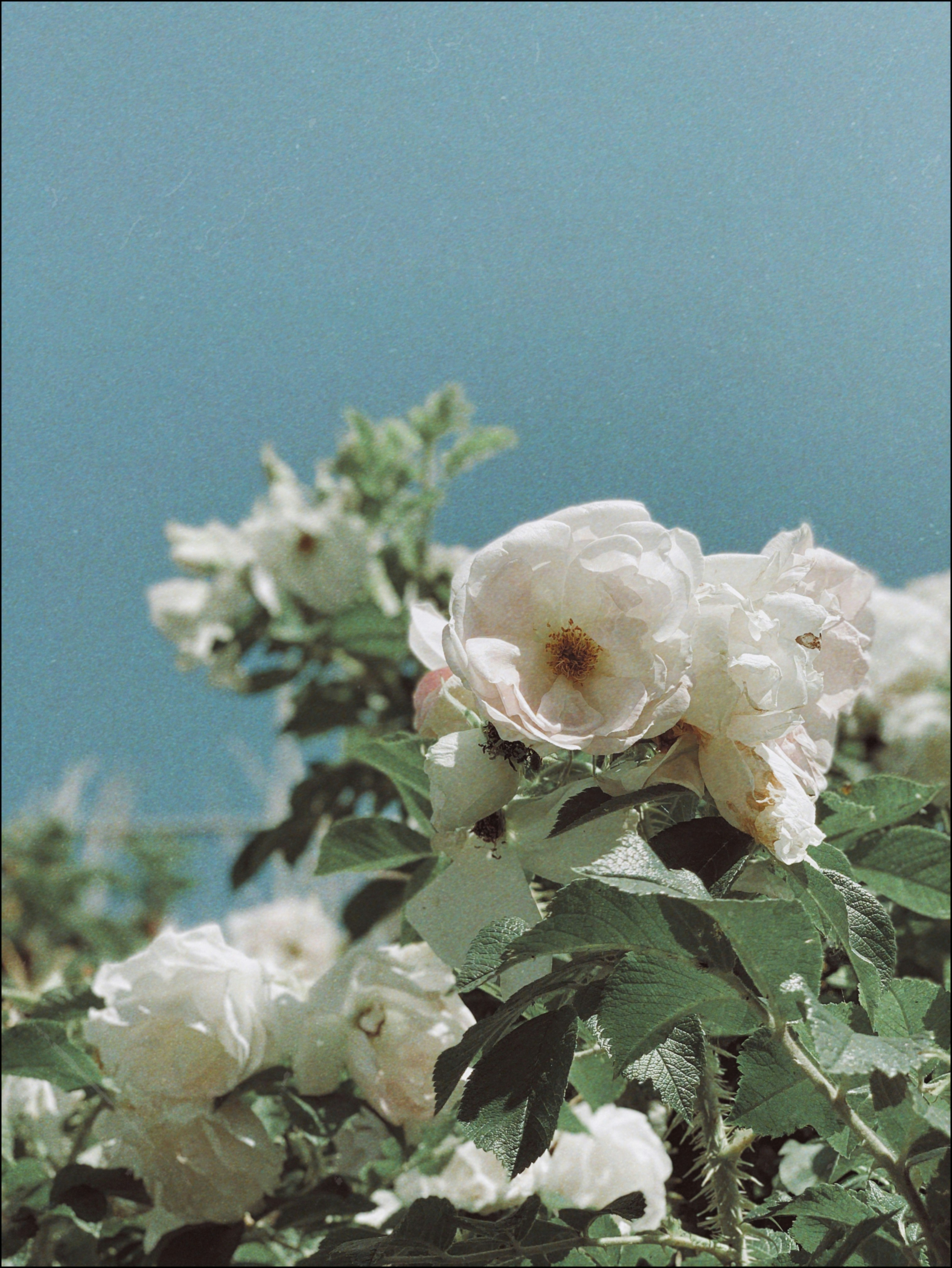 Petaled Silence on a Blue Canvas