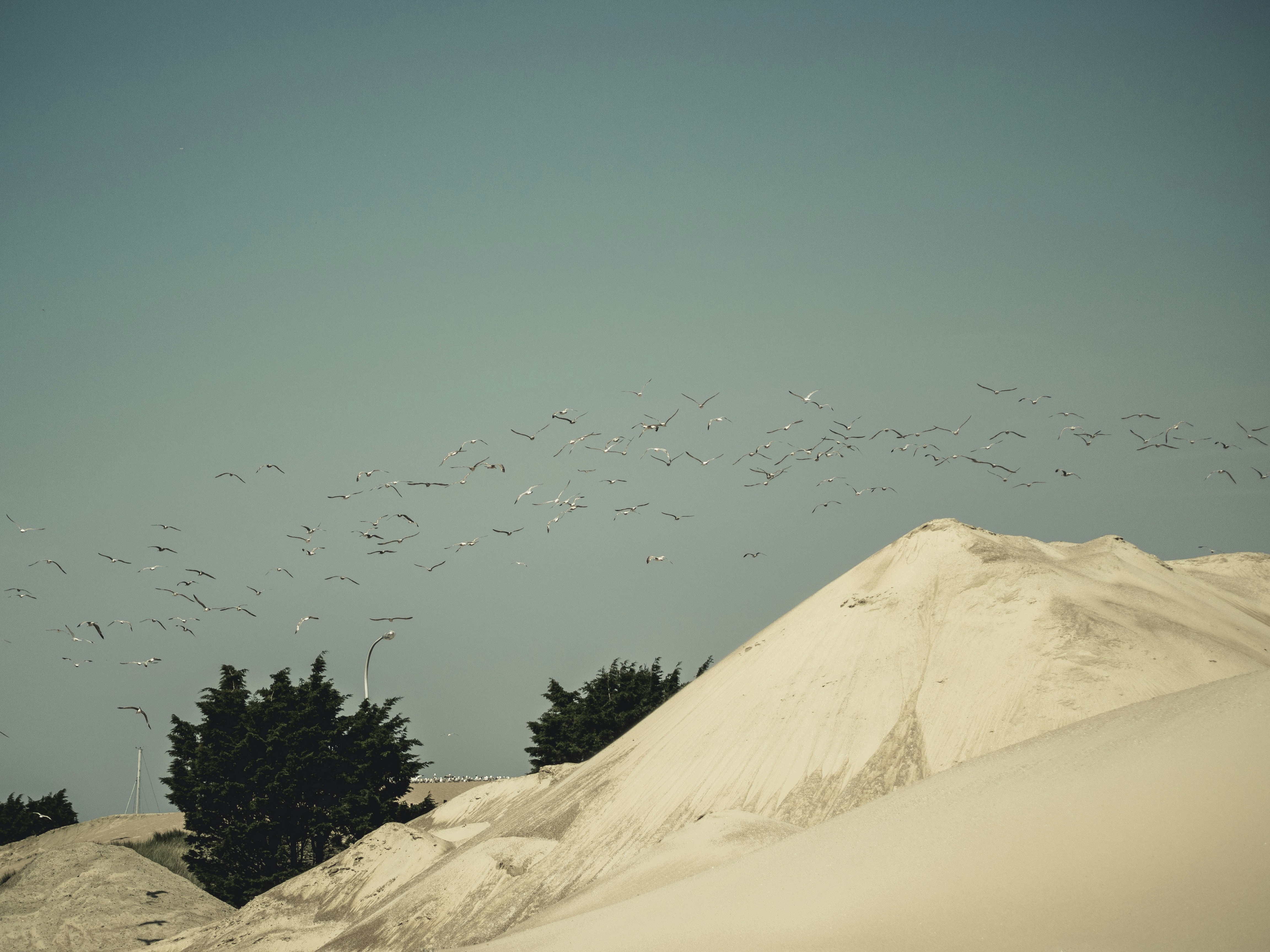 Migrating flock over wind-sculpted dunes under a pale sky