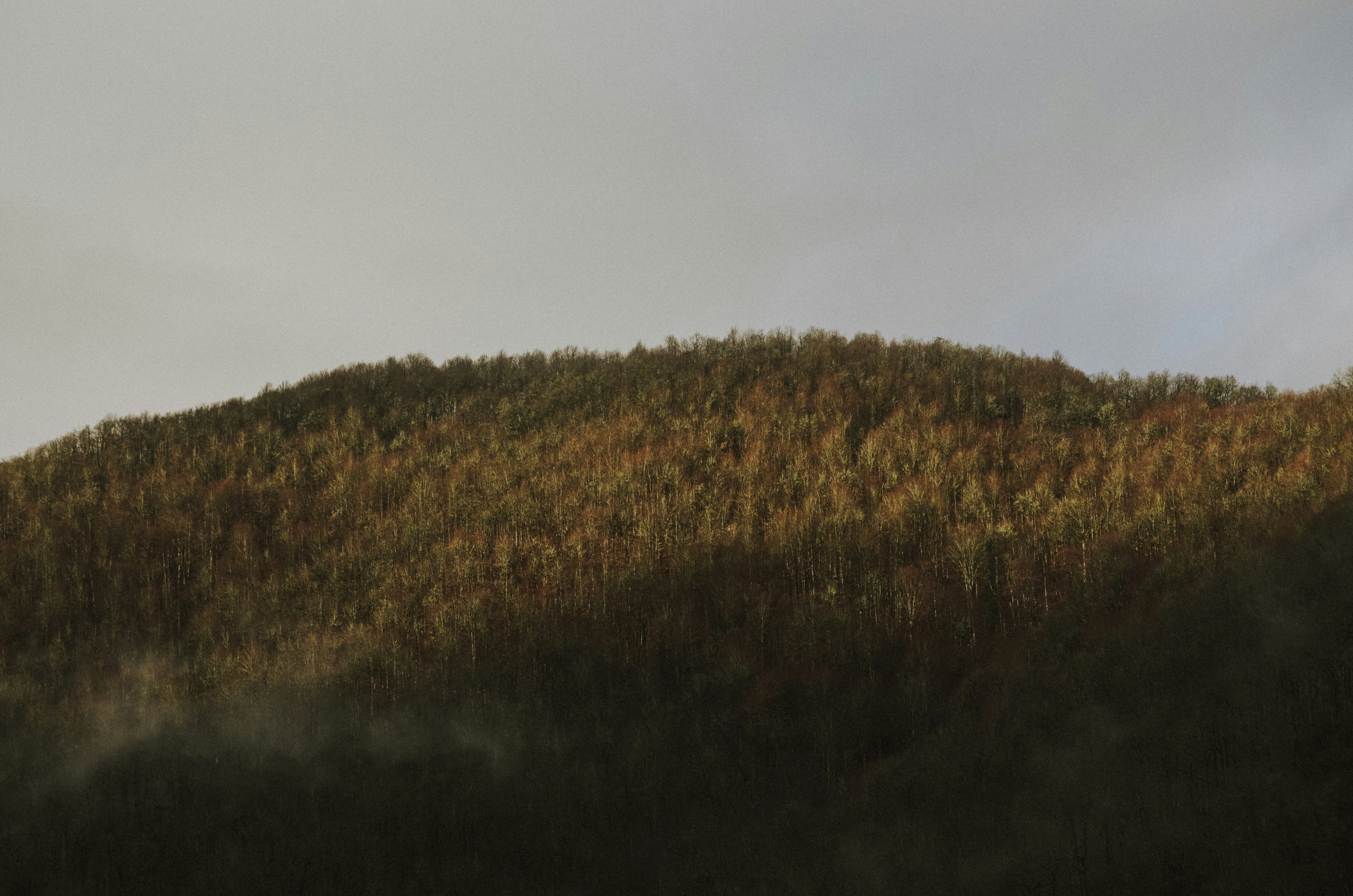 Forest during day photo – Free Green Image on Unsplash