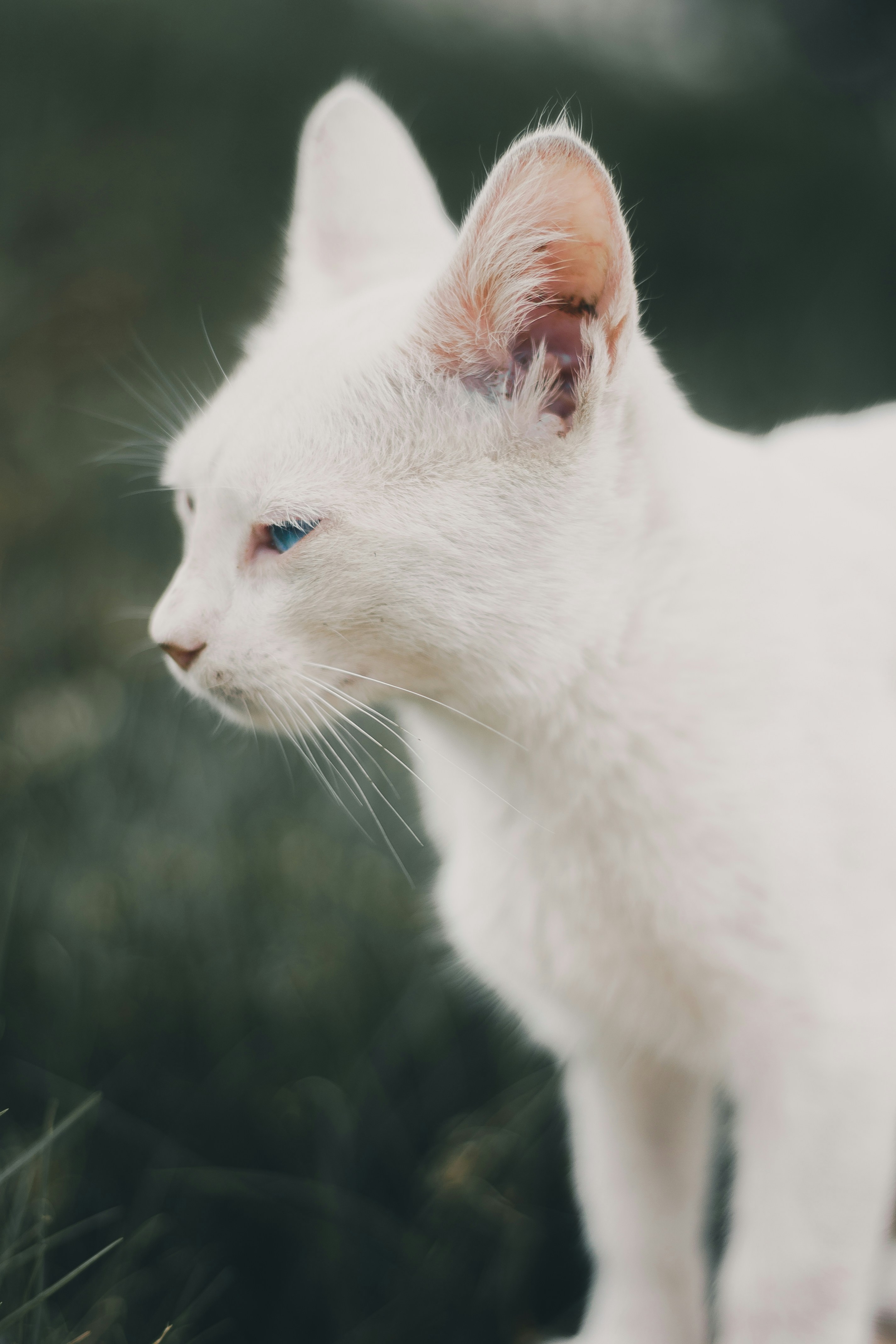 Azure Gaze in White Fur: A Quiet Cat Profile