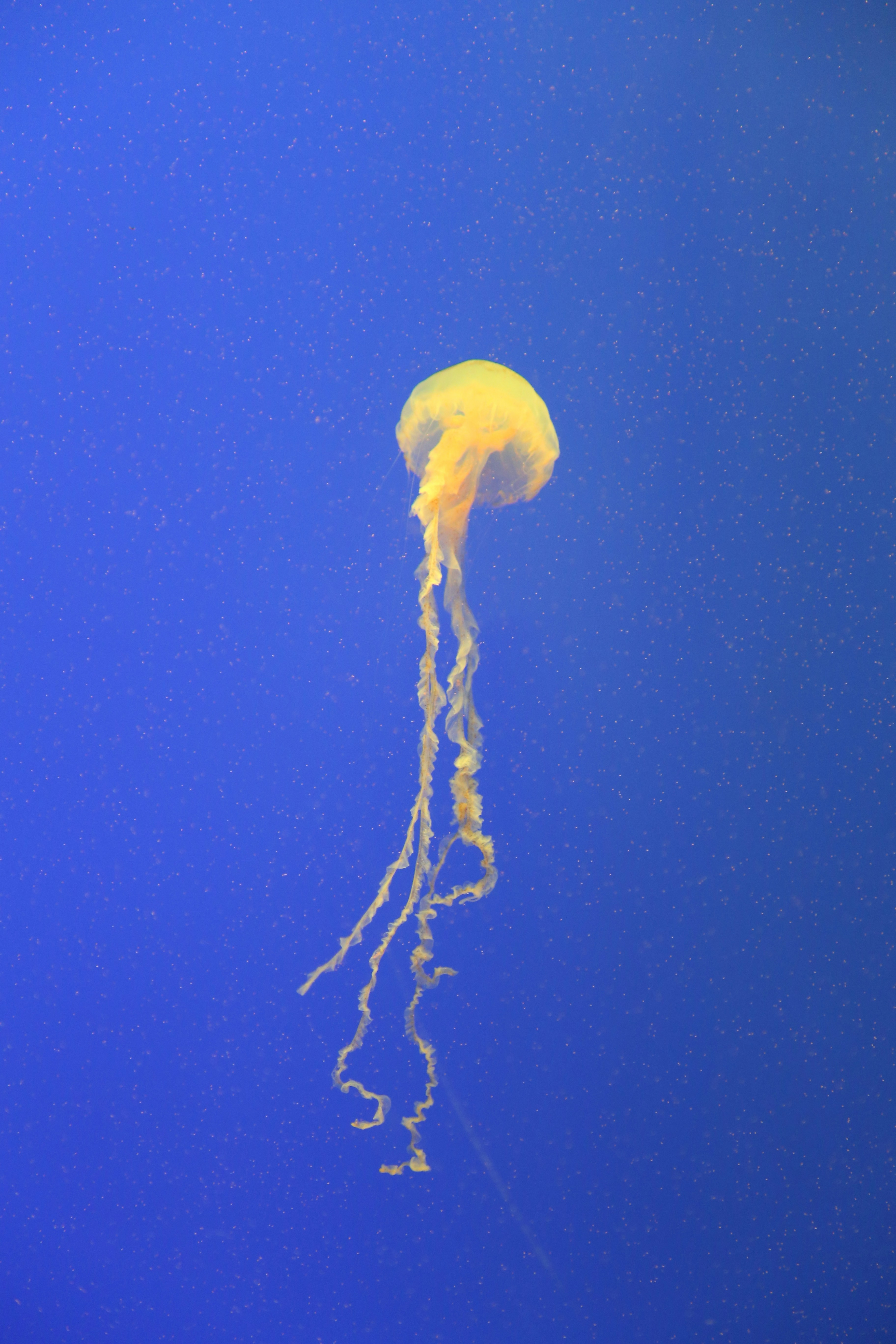 Auric Jelly Trail in the Cobalt Abyss