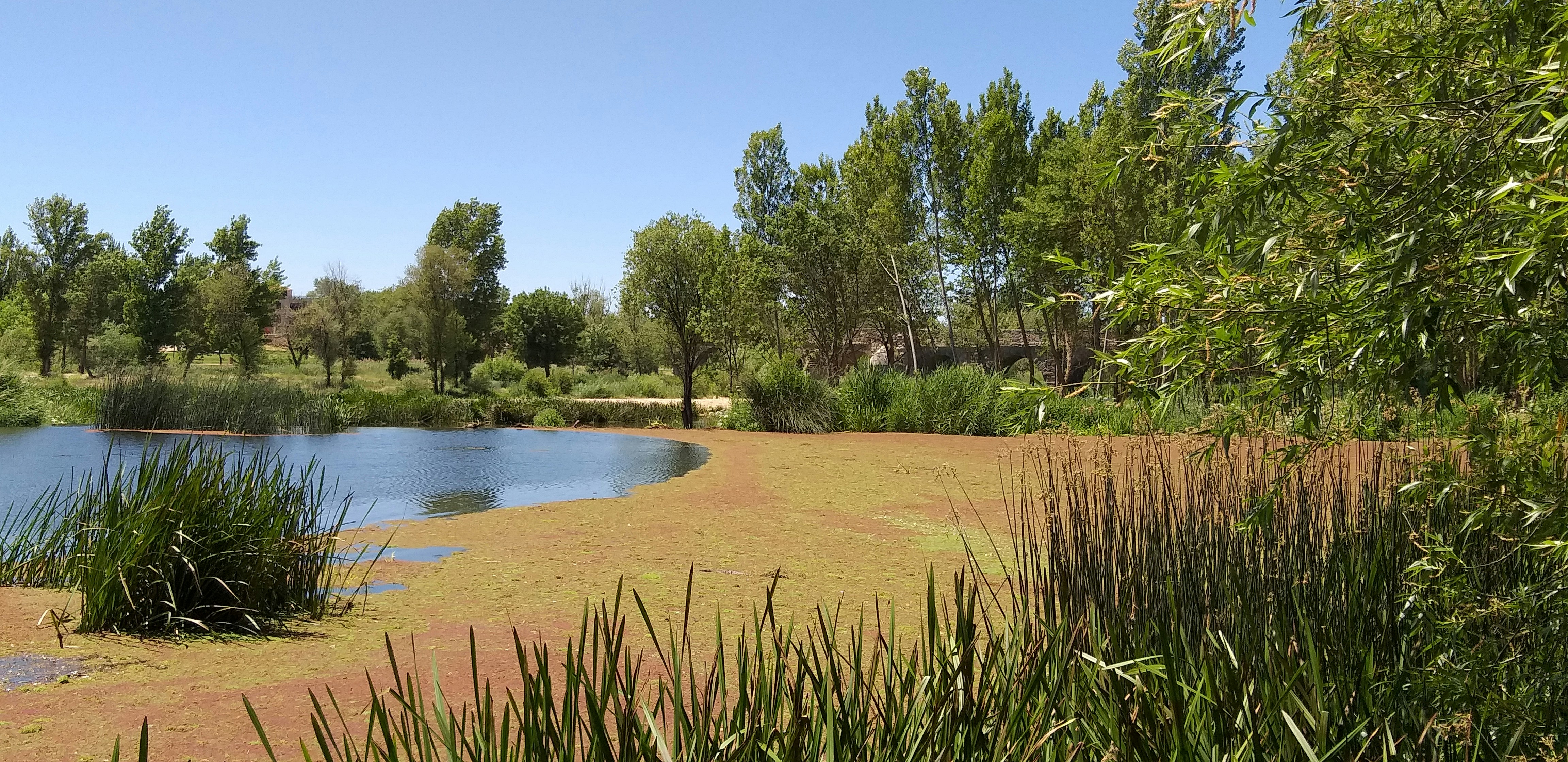 Red algae seemed to form a red beach next to the river. The curved shape and the colour contrast took my attention. A simple picture that reflects how life goes on in the middle of a modern city | green trees and grass near body of water