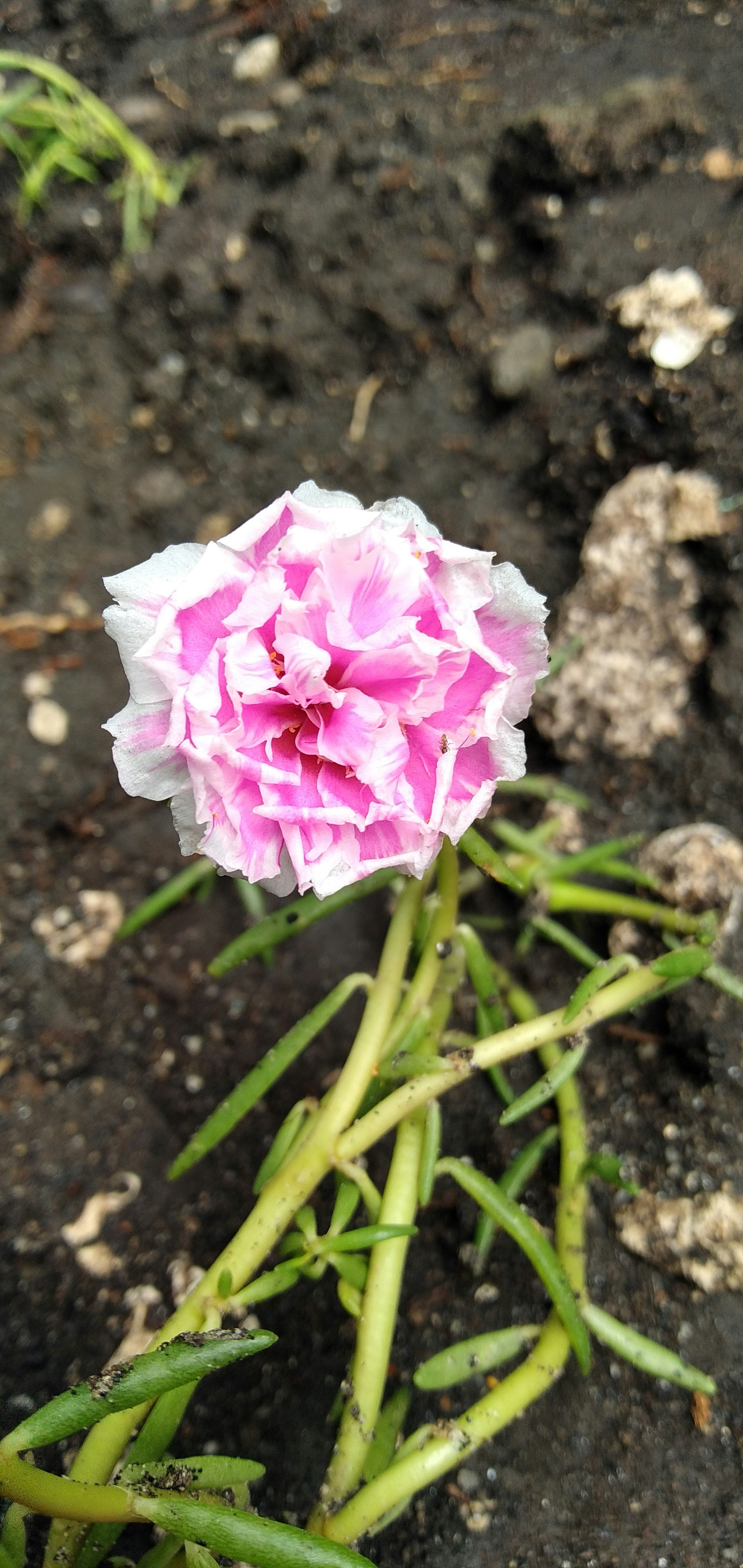 I saw this Flower on Plantbox and I captured it, 
So Cute by the way.