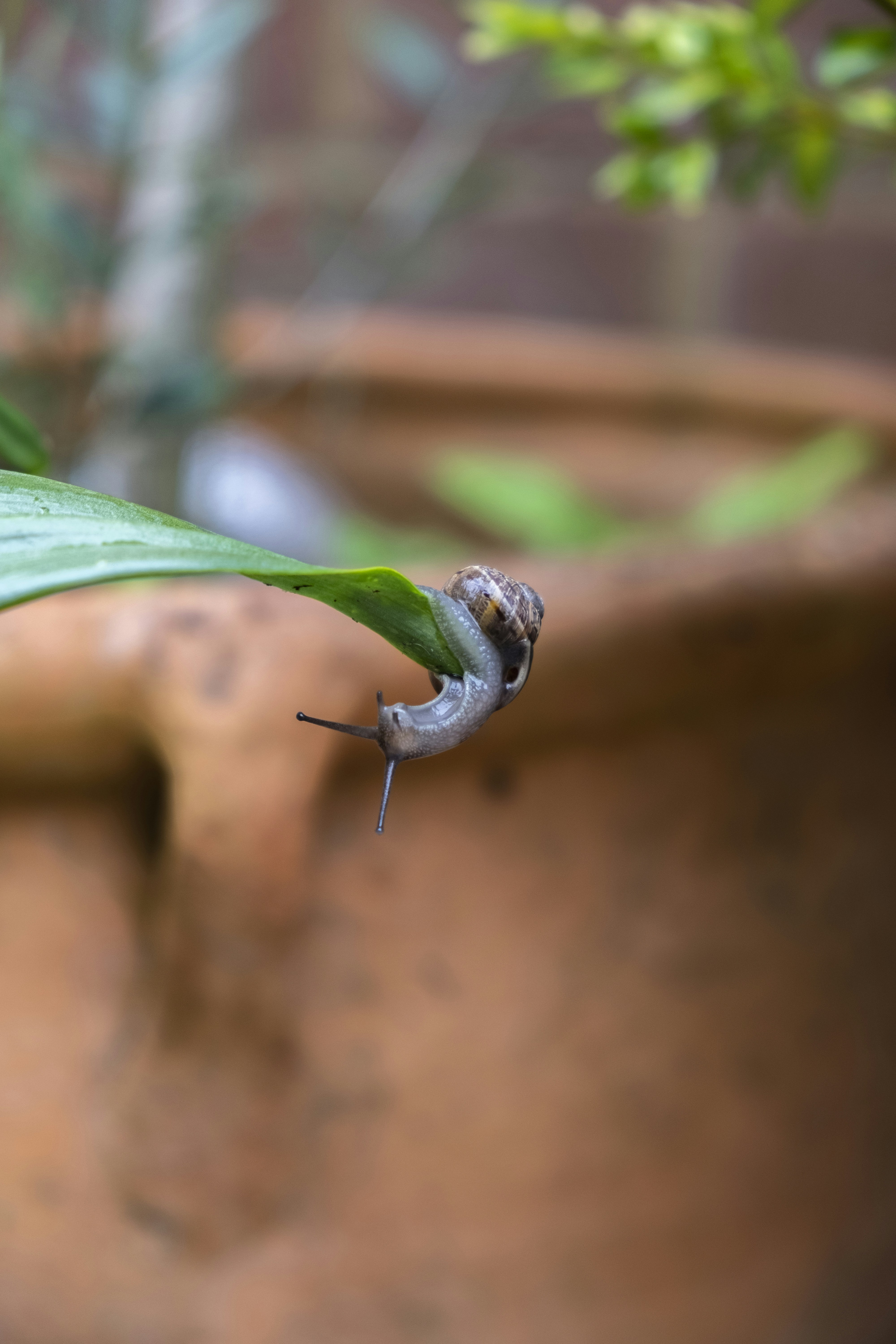 Delicate Mossy Journey: A Snail Clings to a Leaf