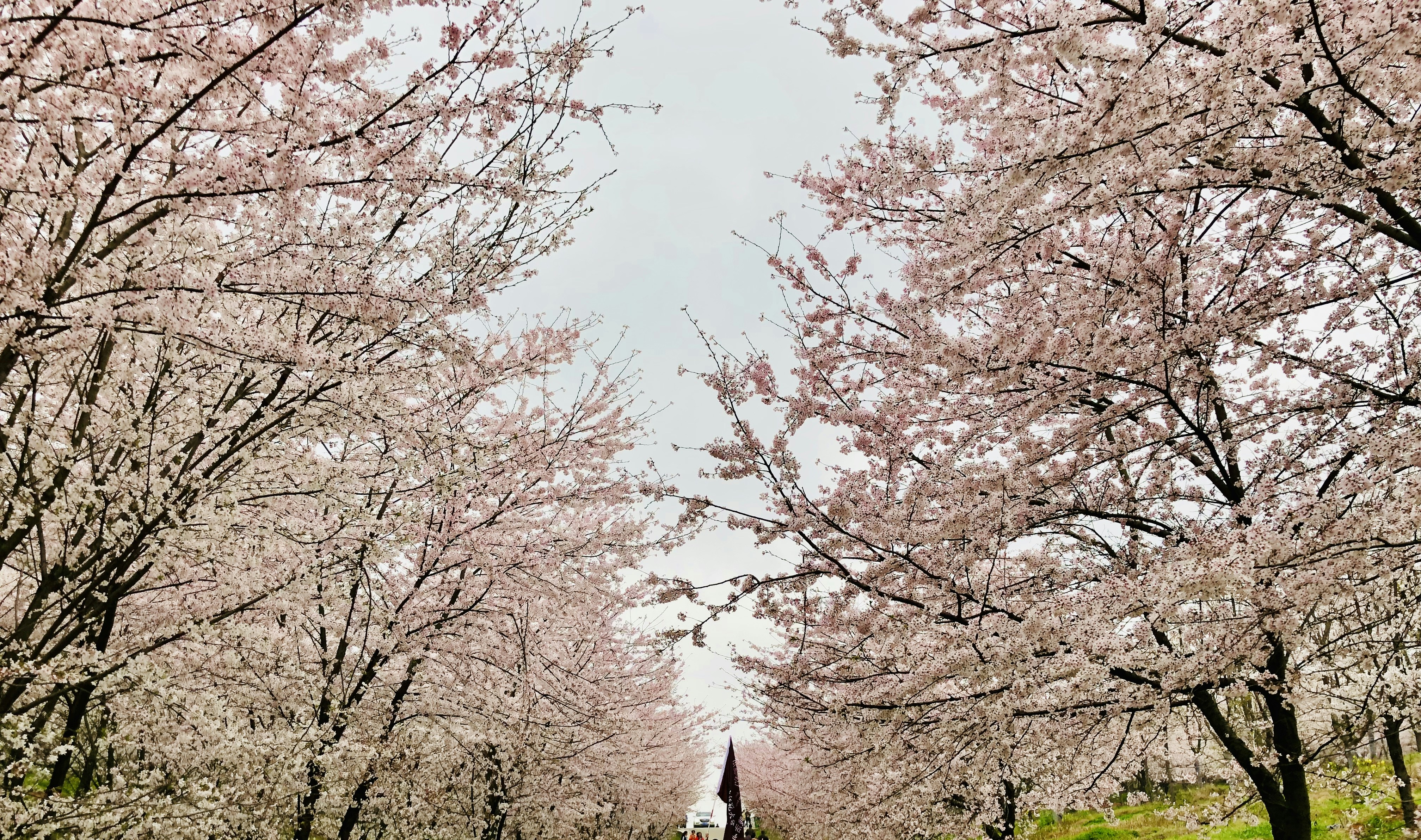 Cherry blossom trees line a pathway, their branches forming a pink canopy against a cloudy sky.