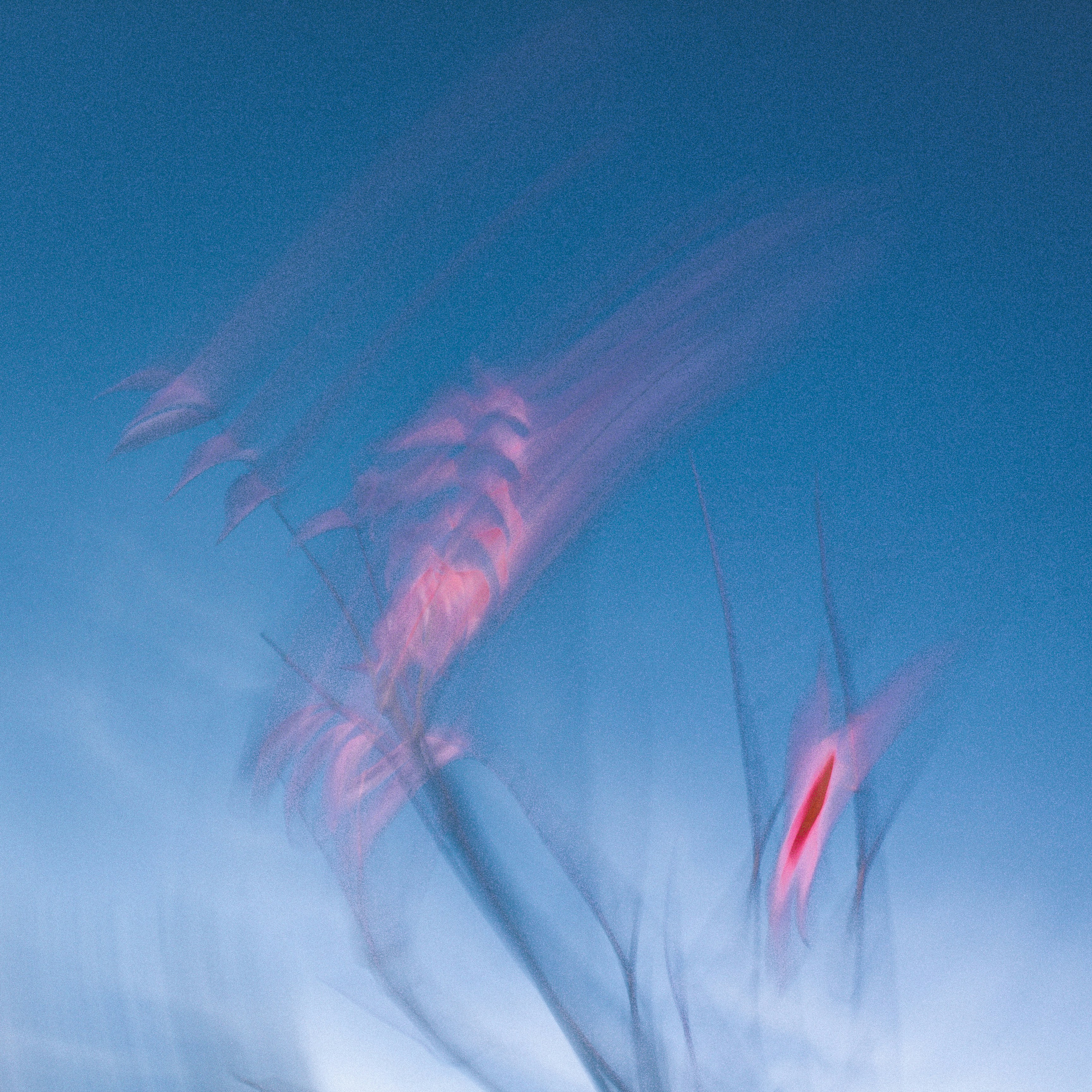 Threaded Light: Pink Trails Across a Quiet Blue Sky