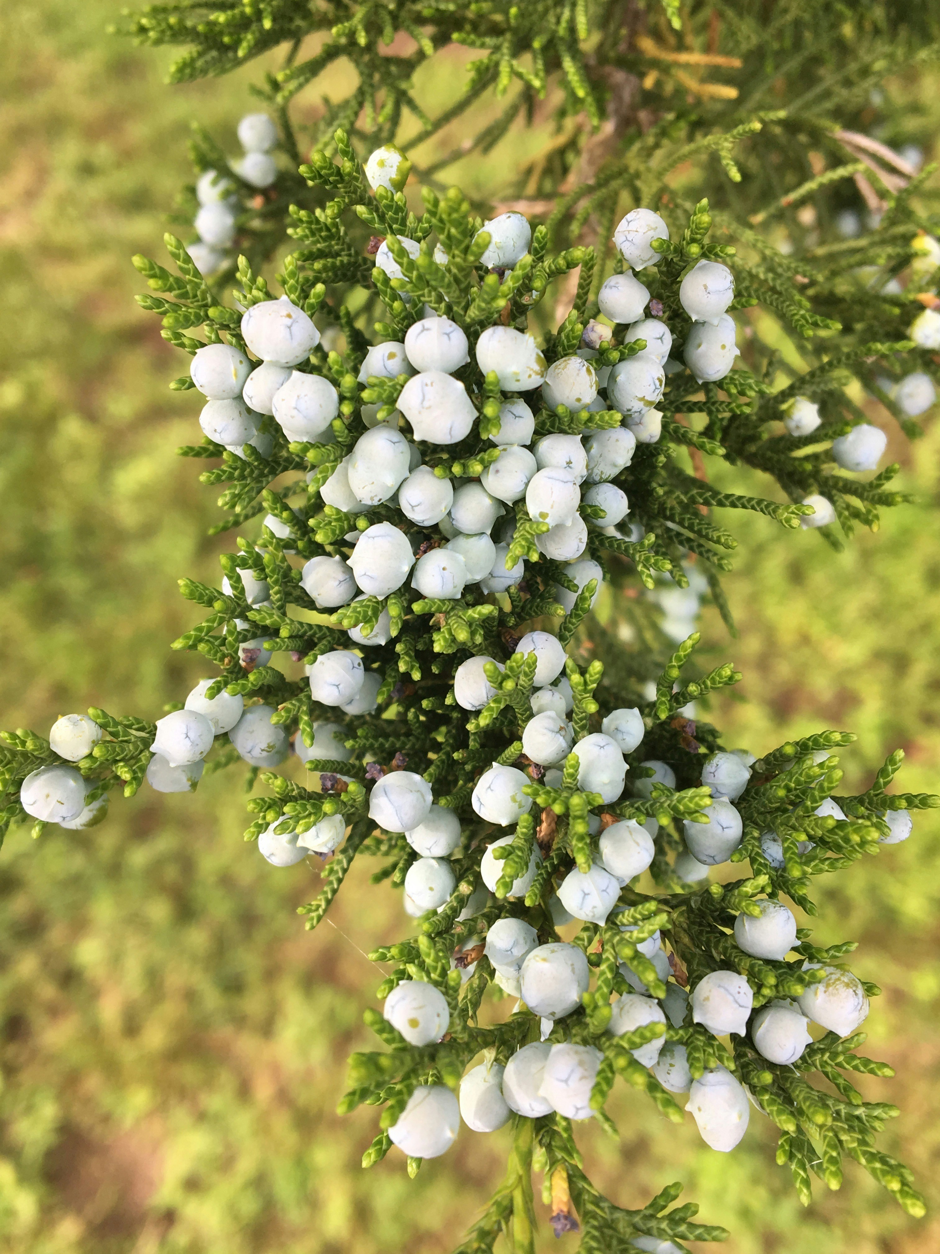 Focus photography of white tree photo – Free Nature Image on Unsplash