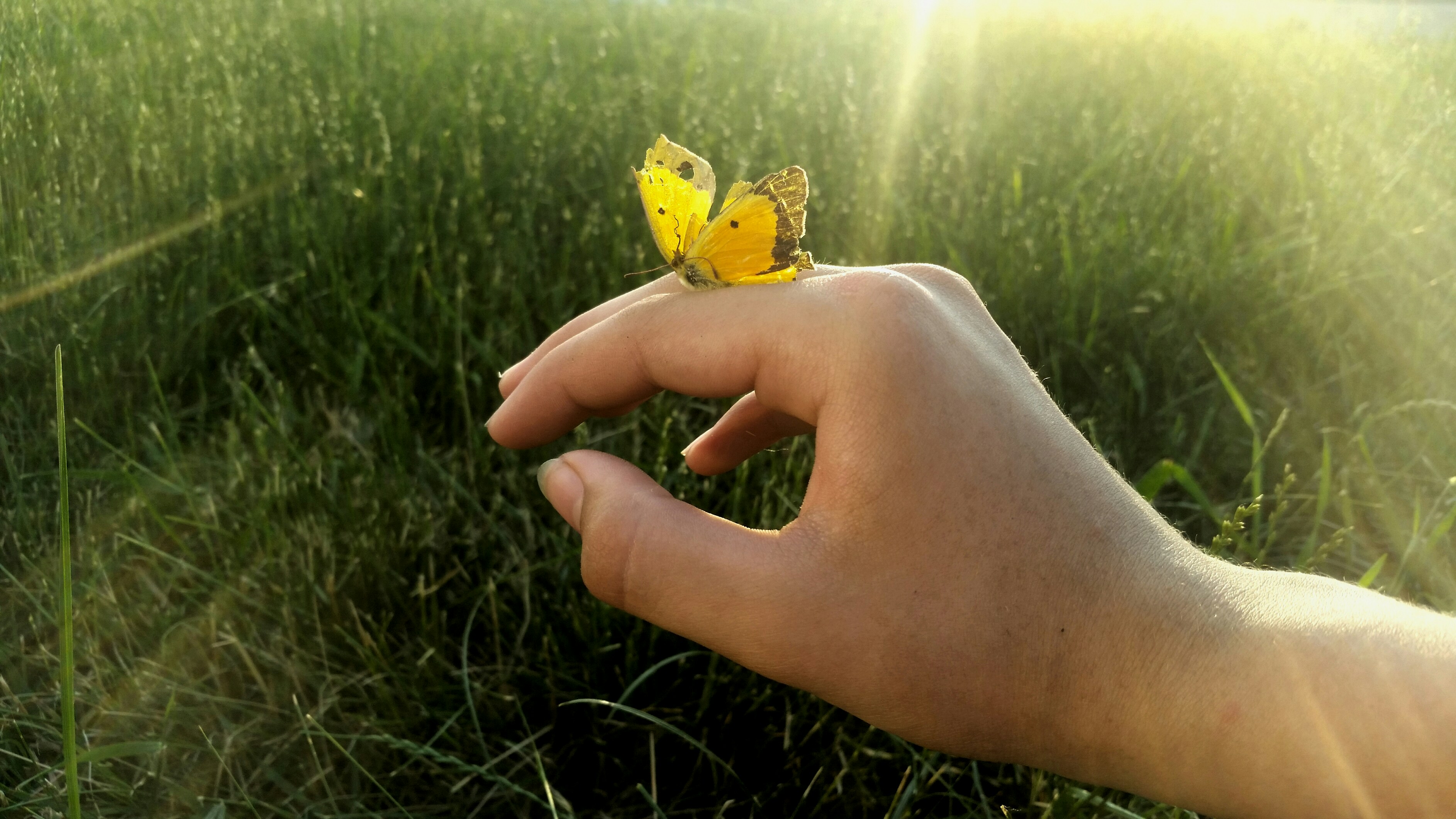 Papillon sur la main humaine photo – Photo La personne Gratuite sur ...