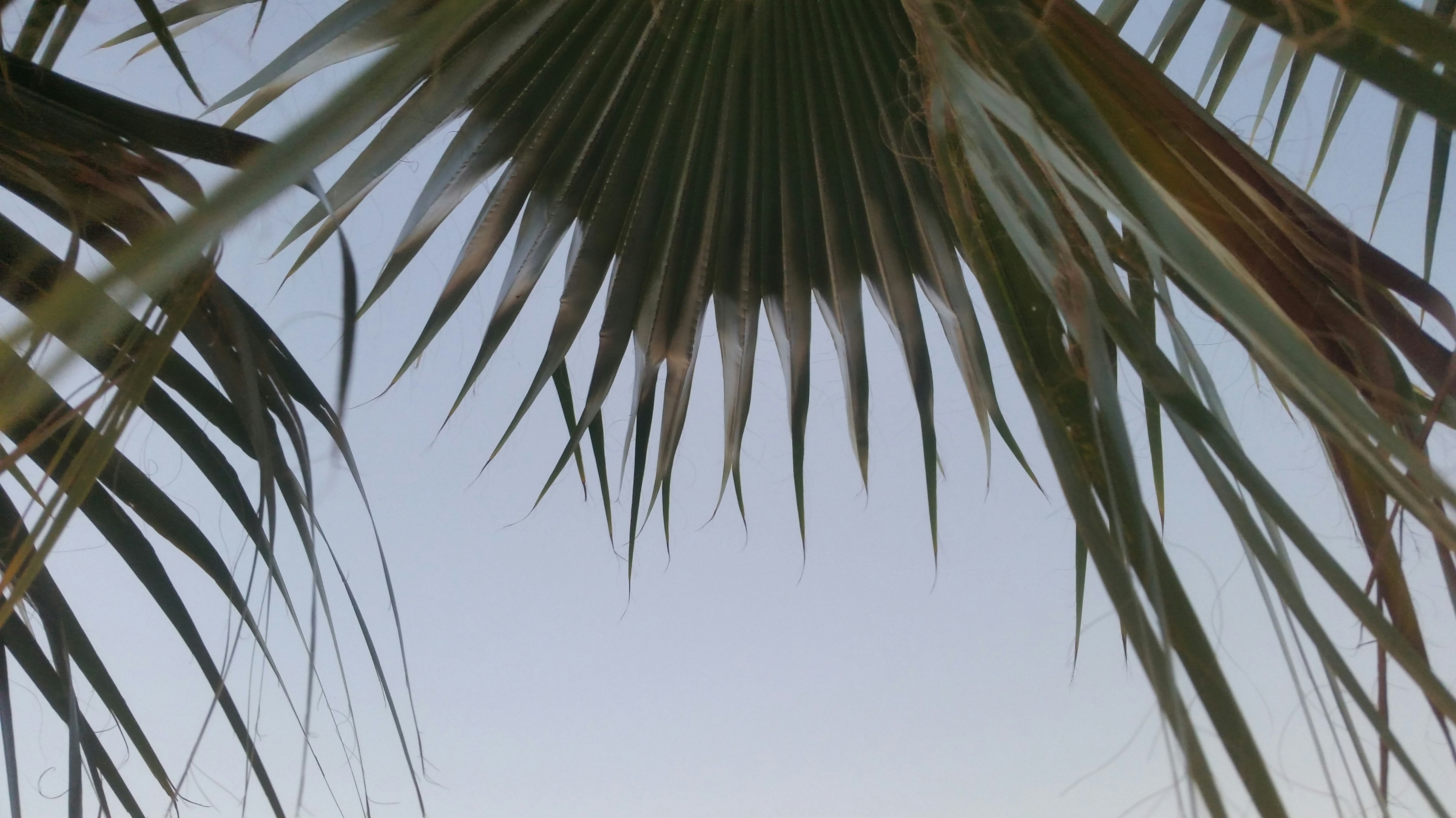Palm fronds arching gracefully against a soft sky, creating a serene tropical ambiance.