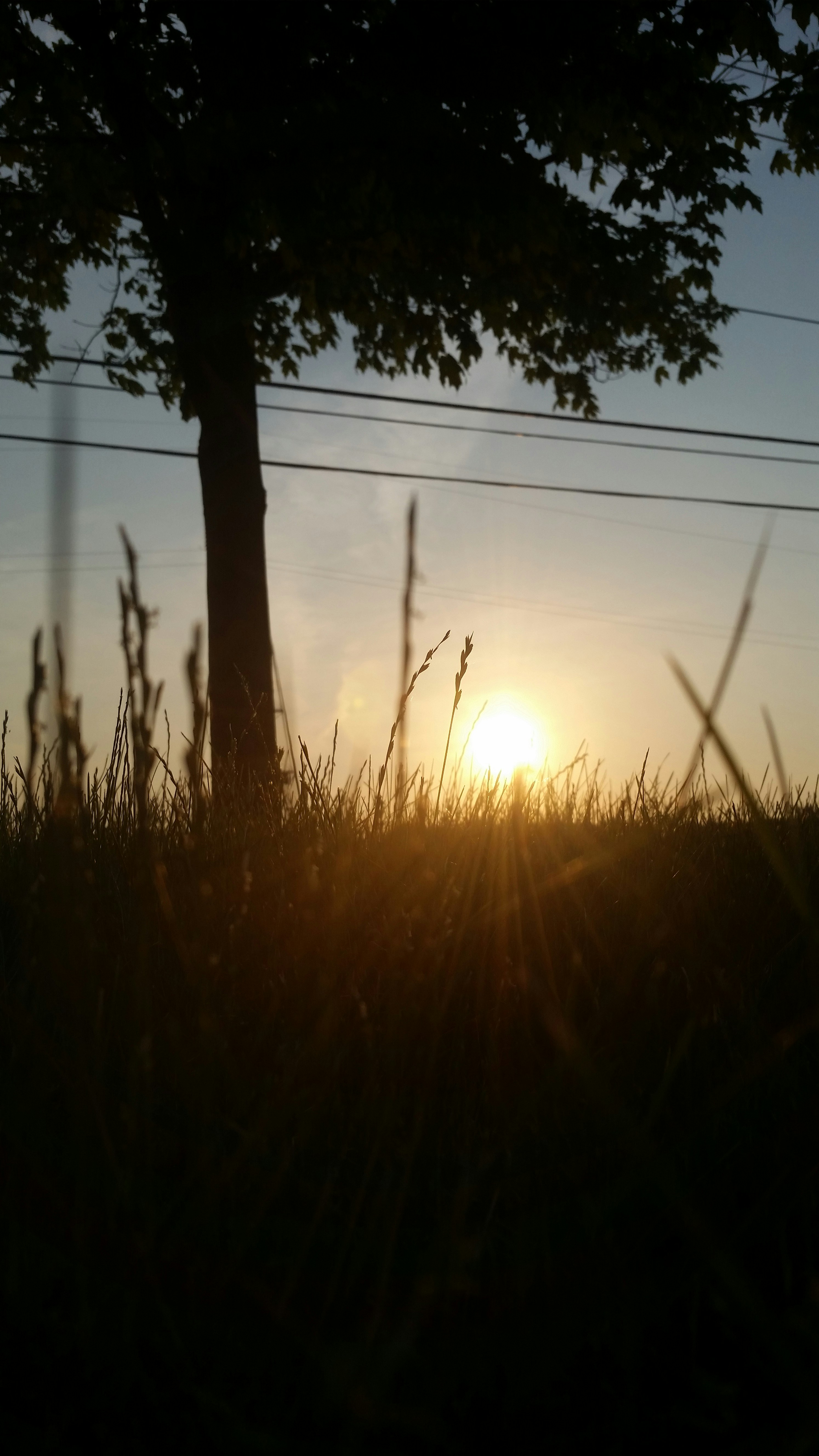 Silhouetted tree against a glowing sunset, with grass in the foreground creating a serene atmosphere.