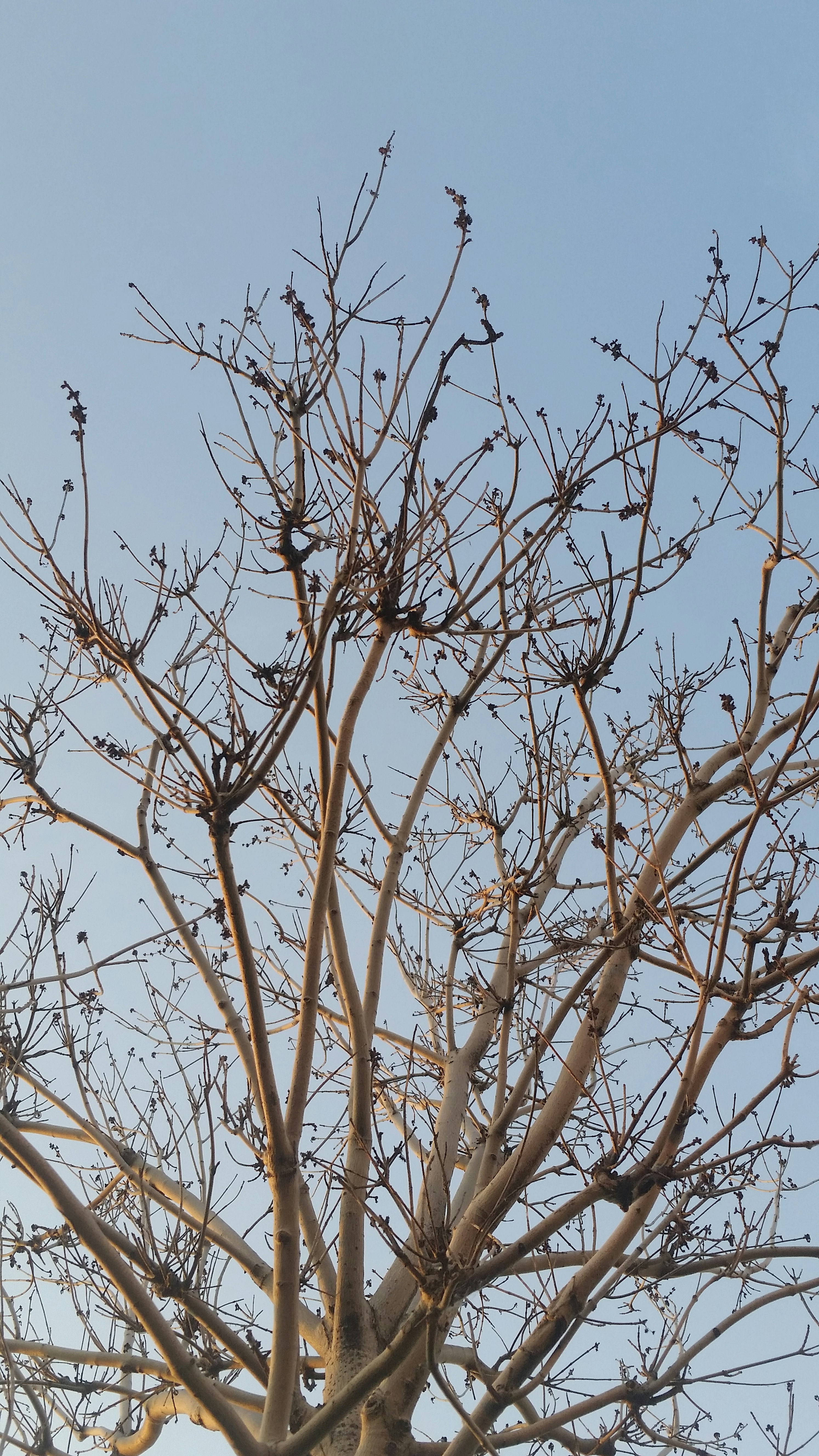 Bare branches stretch against a pale sky, capturing the essence of winter's quiet beauty. The intricate pattern of twigs and buds tells a story of resilience.