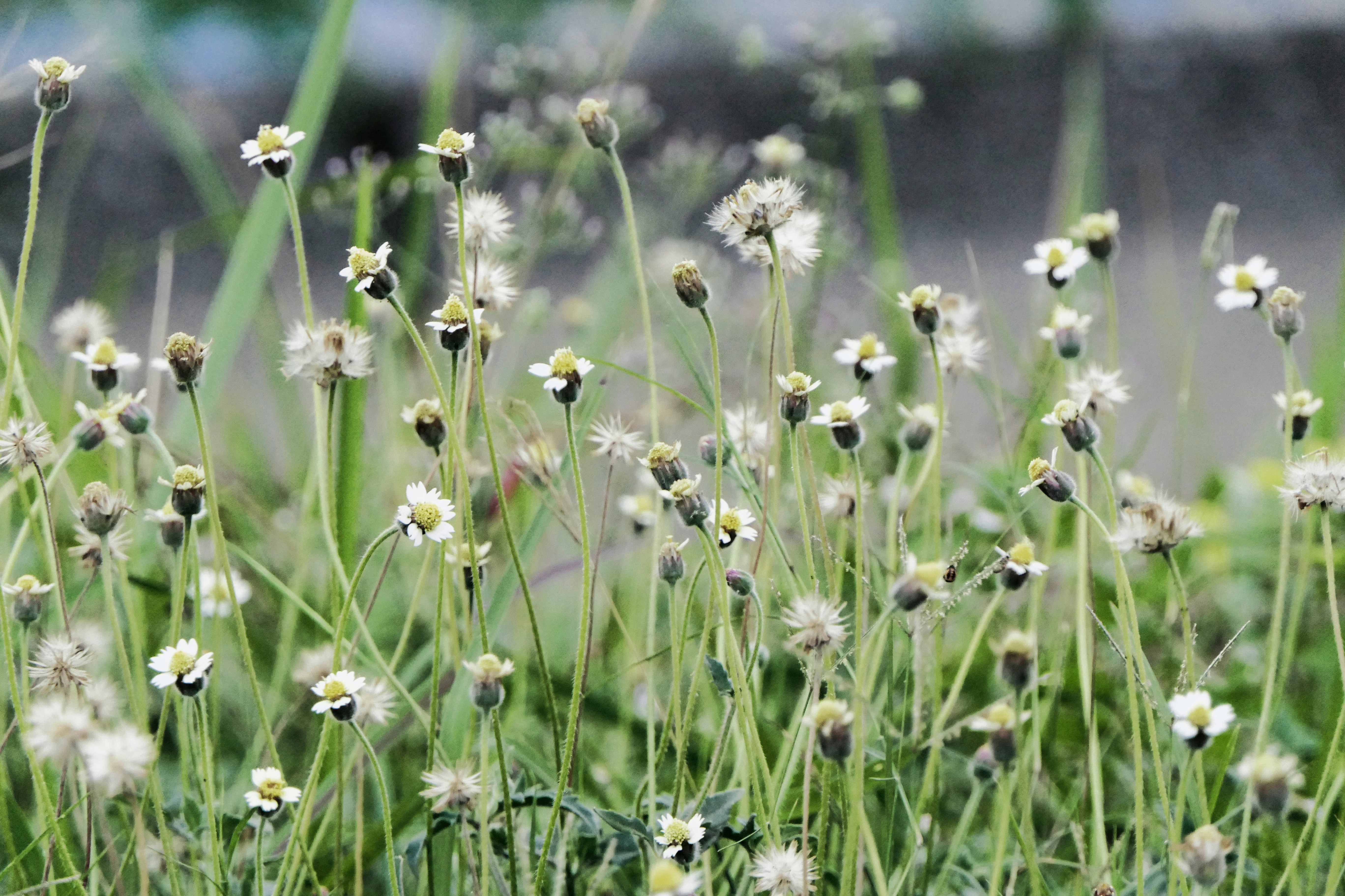 Delicate wildflowers sway gently in a lush green field, showcasing a blend of white petals and soft textures. The scene captures the essence of nature's quiet charm.
