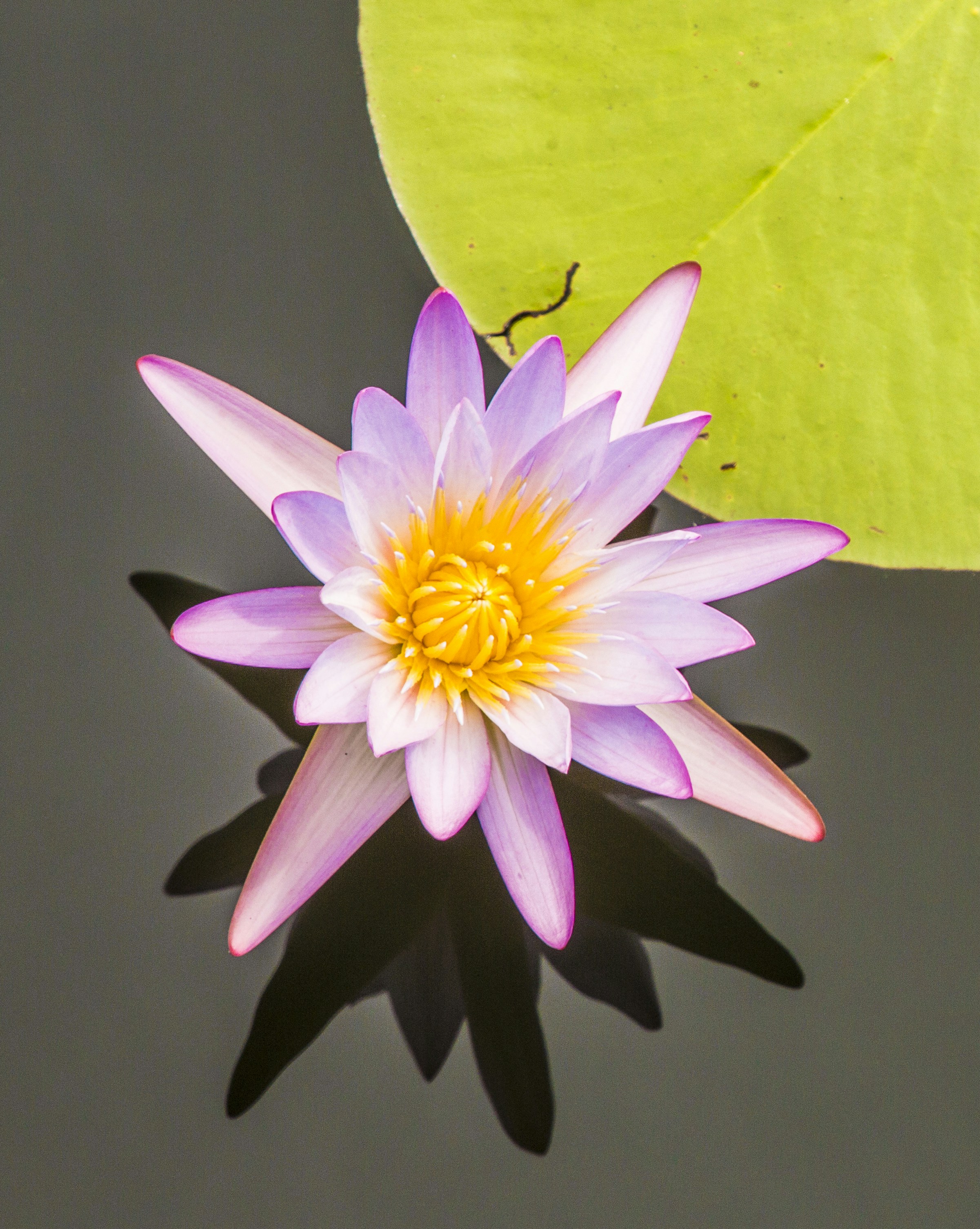 The Bloom at Water's Edge: A Pink Water Lily in Shadow and Light