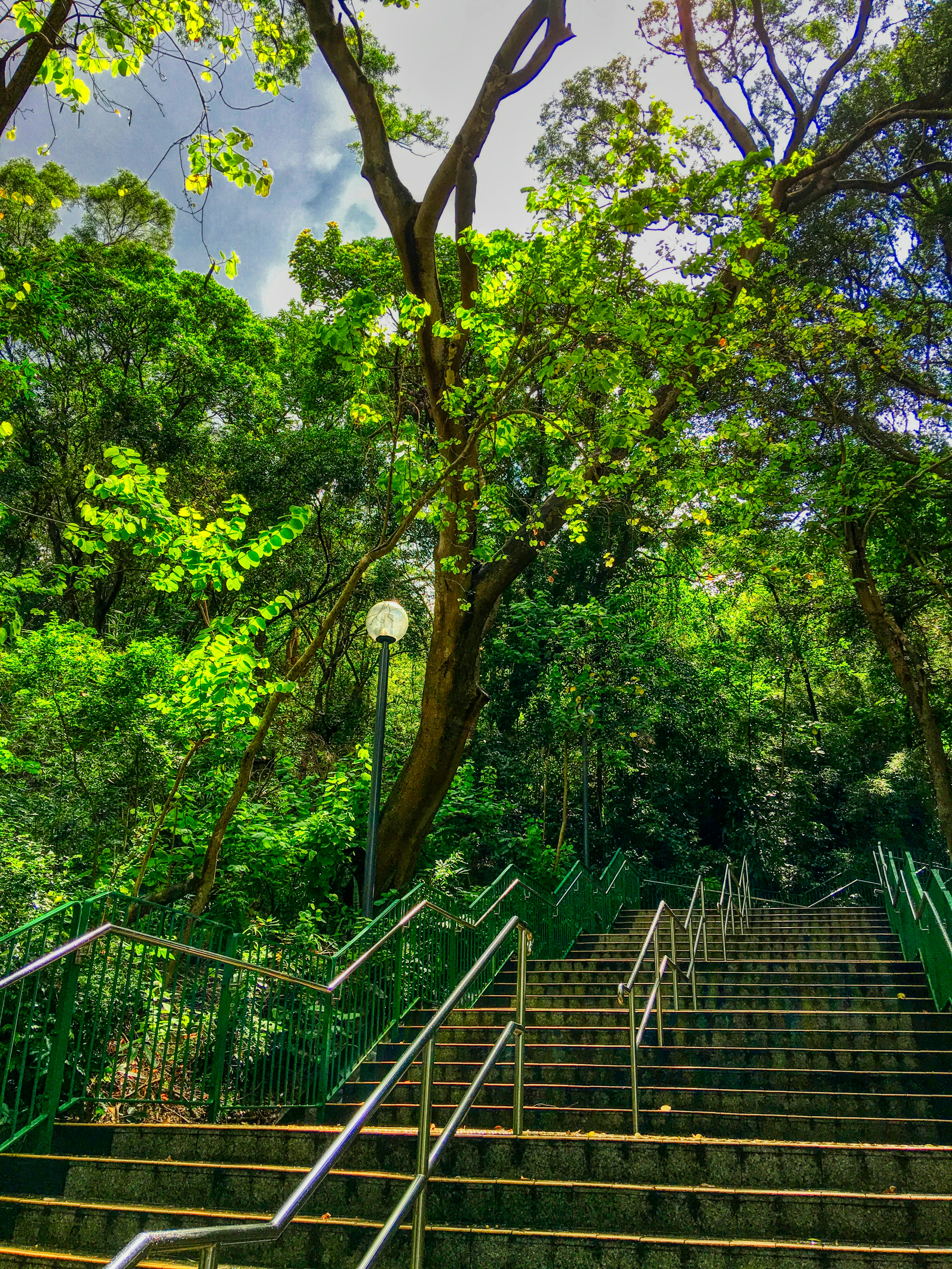 Stairway Through a Sunlit Green Canopy