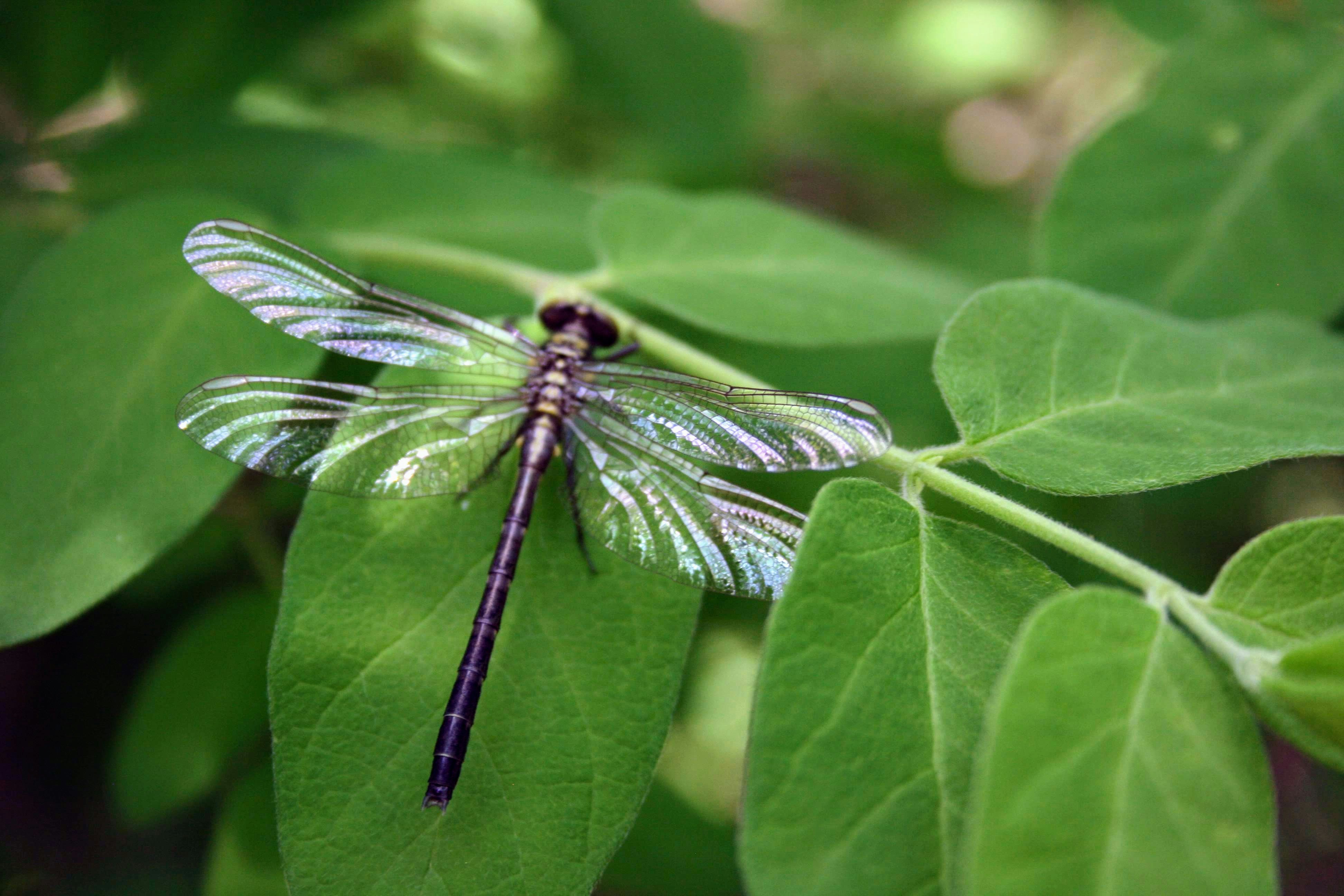 Emerald Dragonfly on Jade Veil: A Close-Upocale of Nature's Lattice