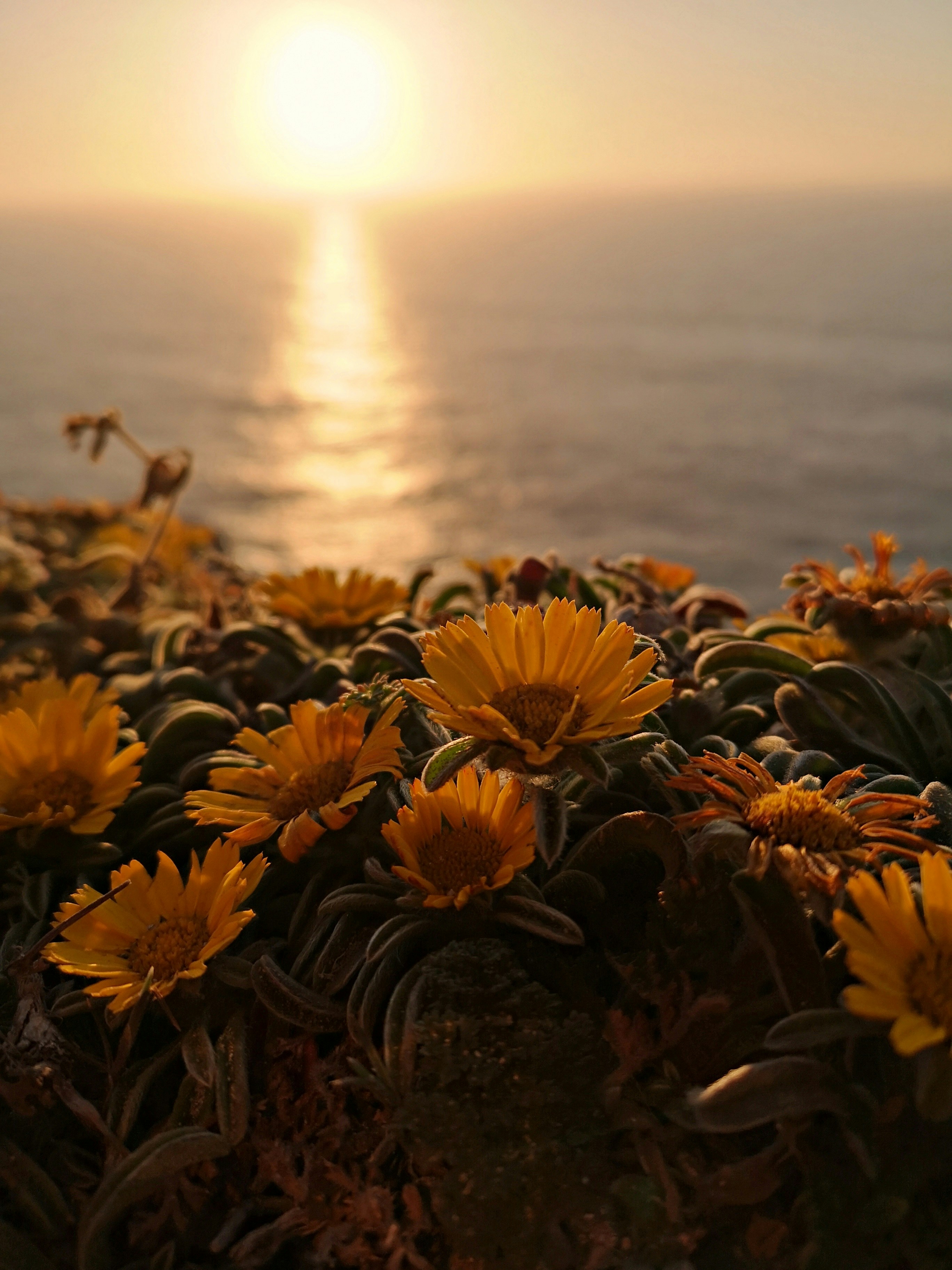 Vibrant yellow flowers bloom along a coastal cliff, illuminated by the soft glow of the setting sun reflecting on the ocean's surface.