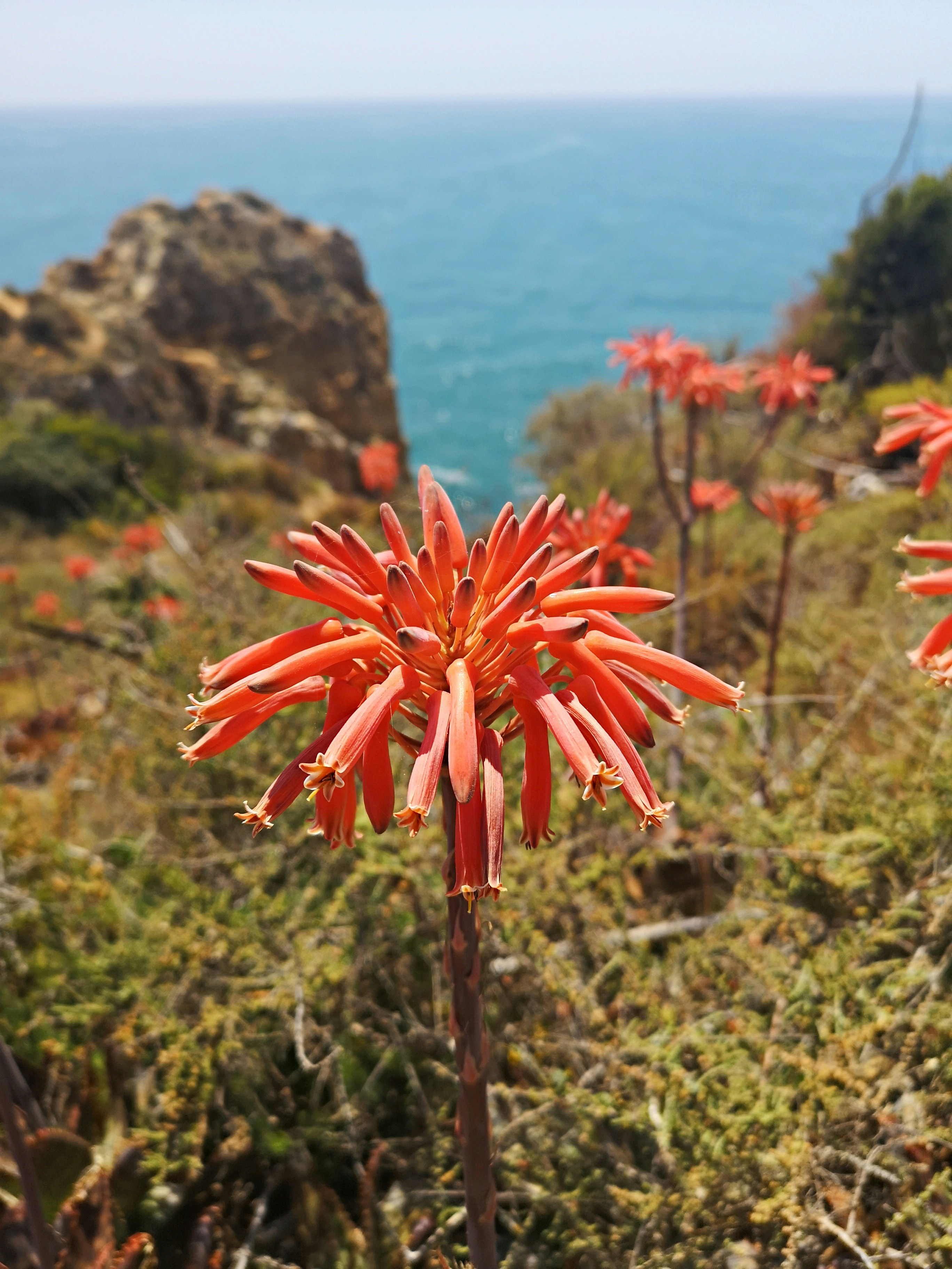 Crimson Coral Bloom at the Cliff's Edge Over the Blue Sea