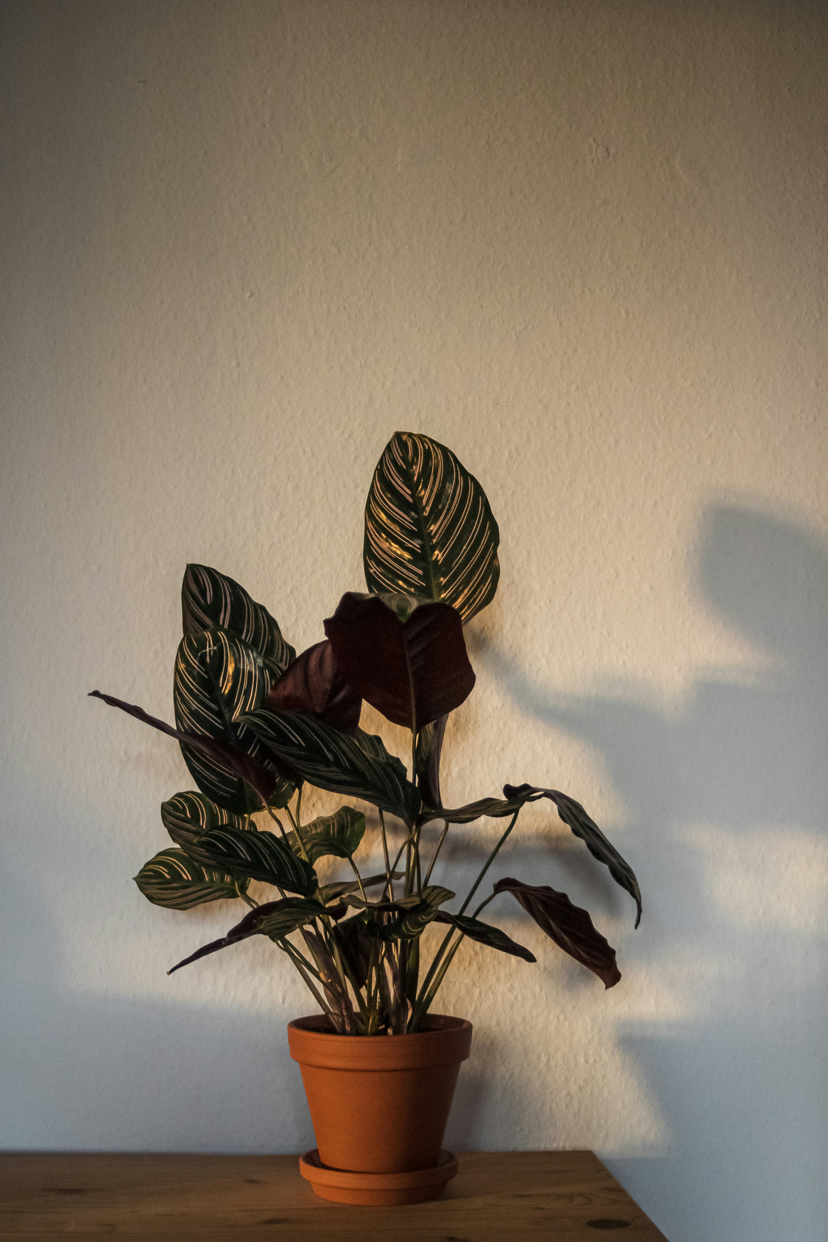 A vibrant houseplant with striking leaves casts shadows against a softly lit wall, showcasing its natural beauty and elegance.