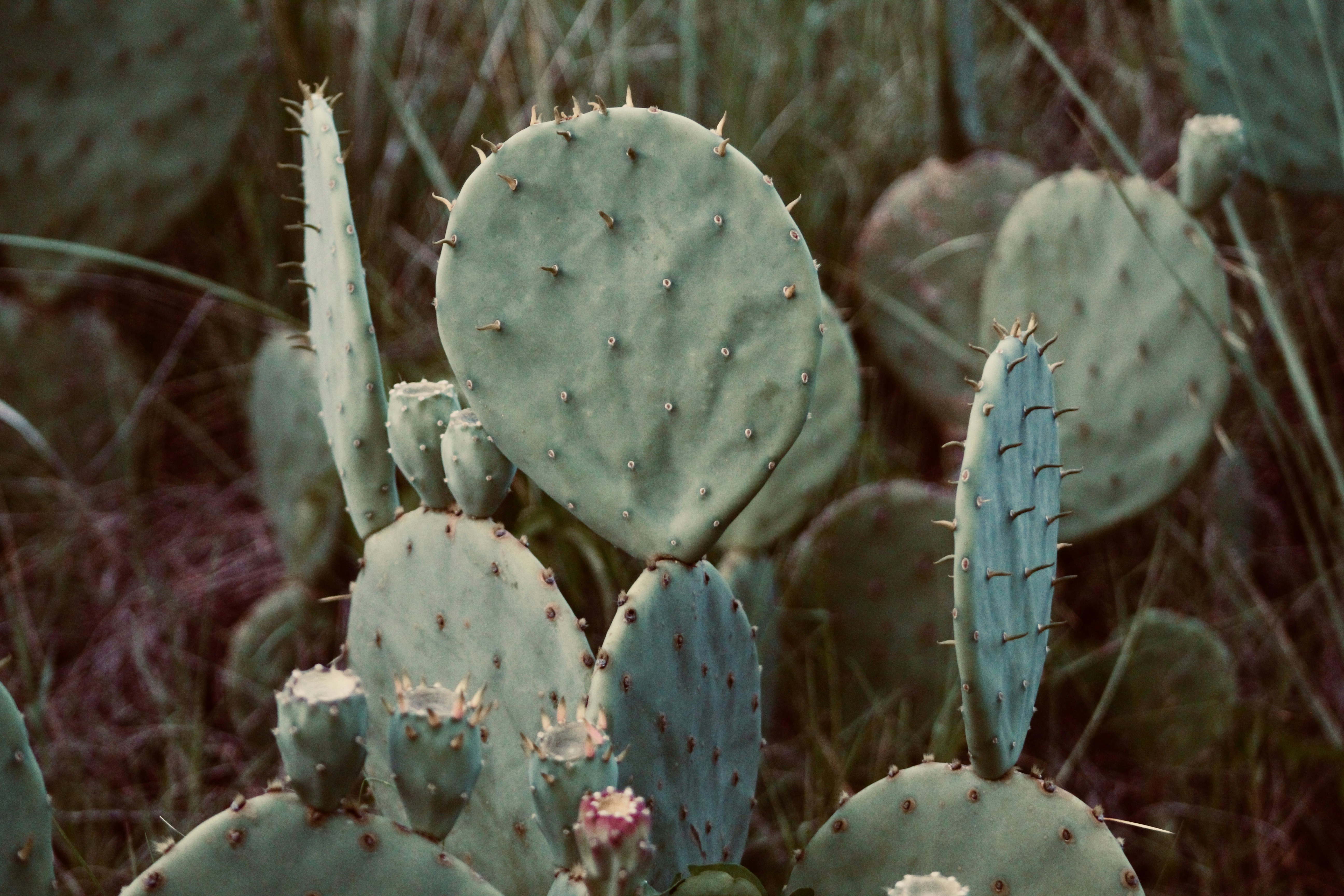 Emerald Prickles: Close-Up of Desert Cactus Pads in Diffuse Light