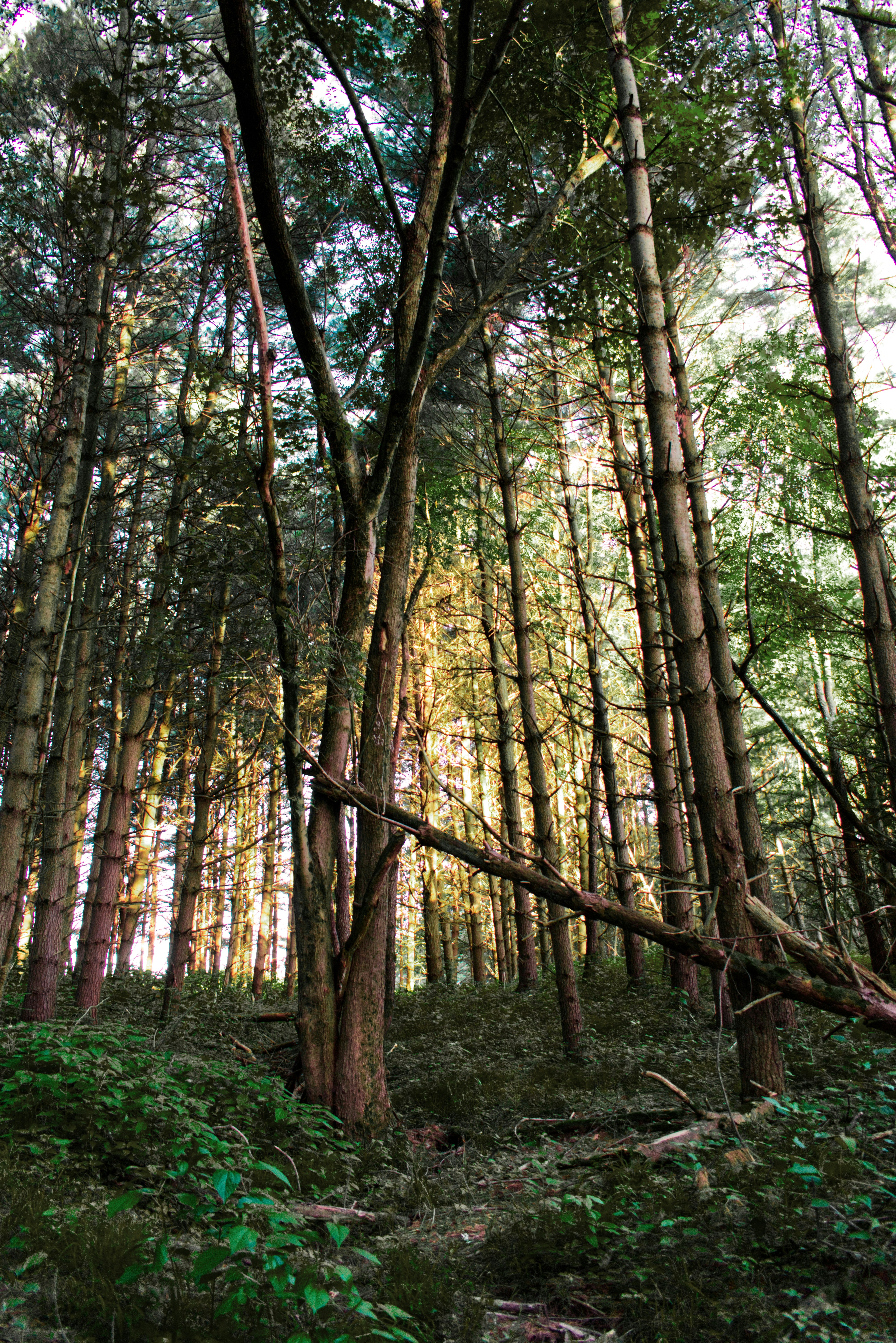 Tall forest trees photo – Free Plant Image on Unsplash