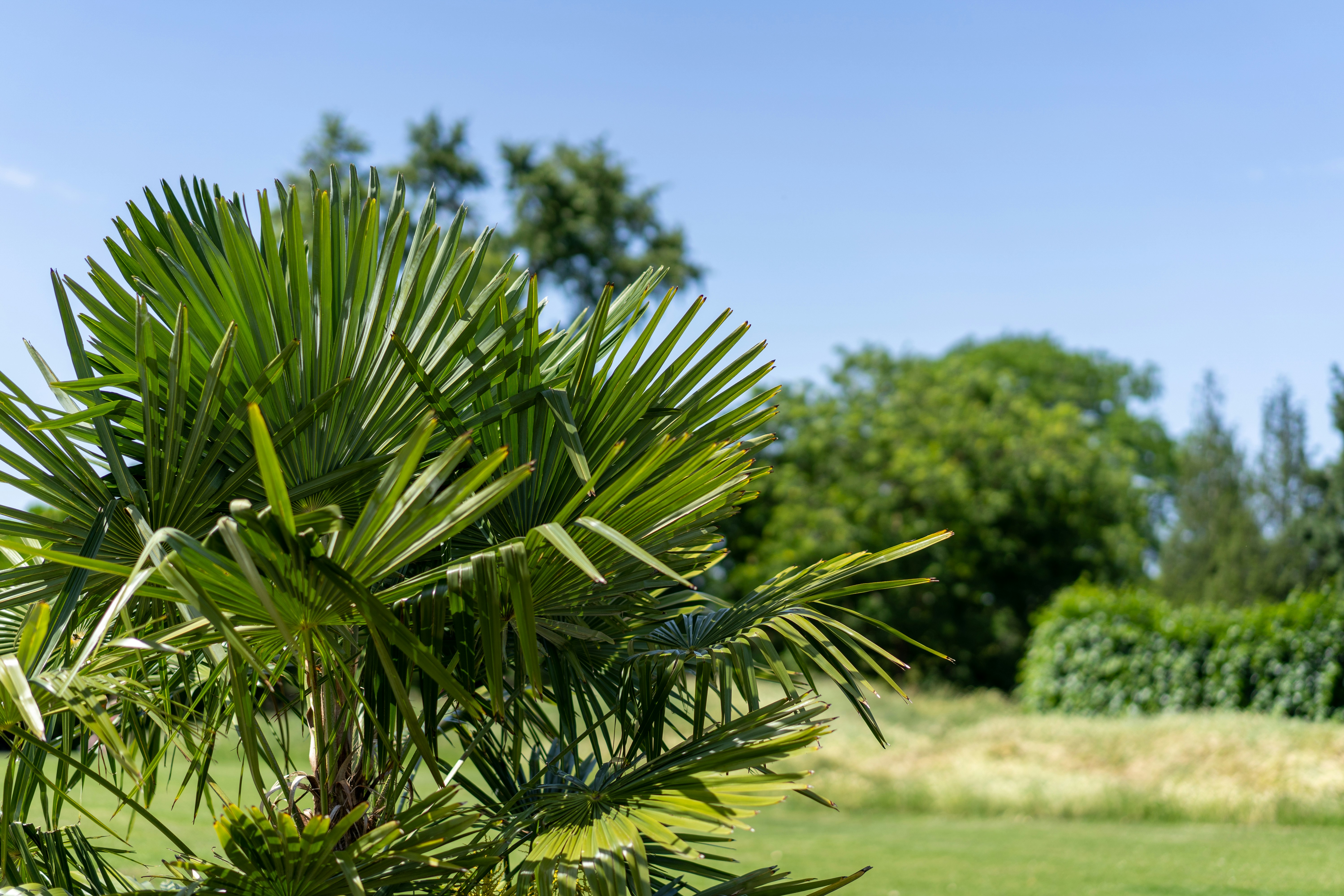 Sunlit Palm Fronds Framing a Quiet Garden
