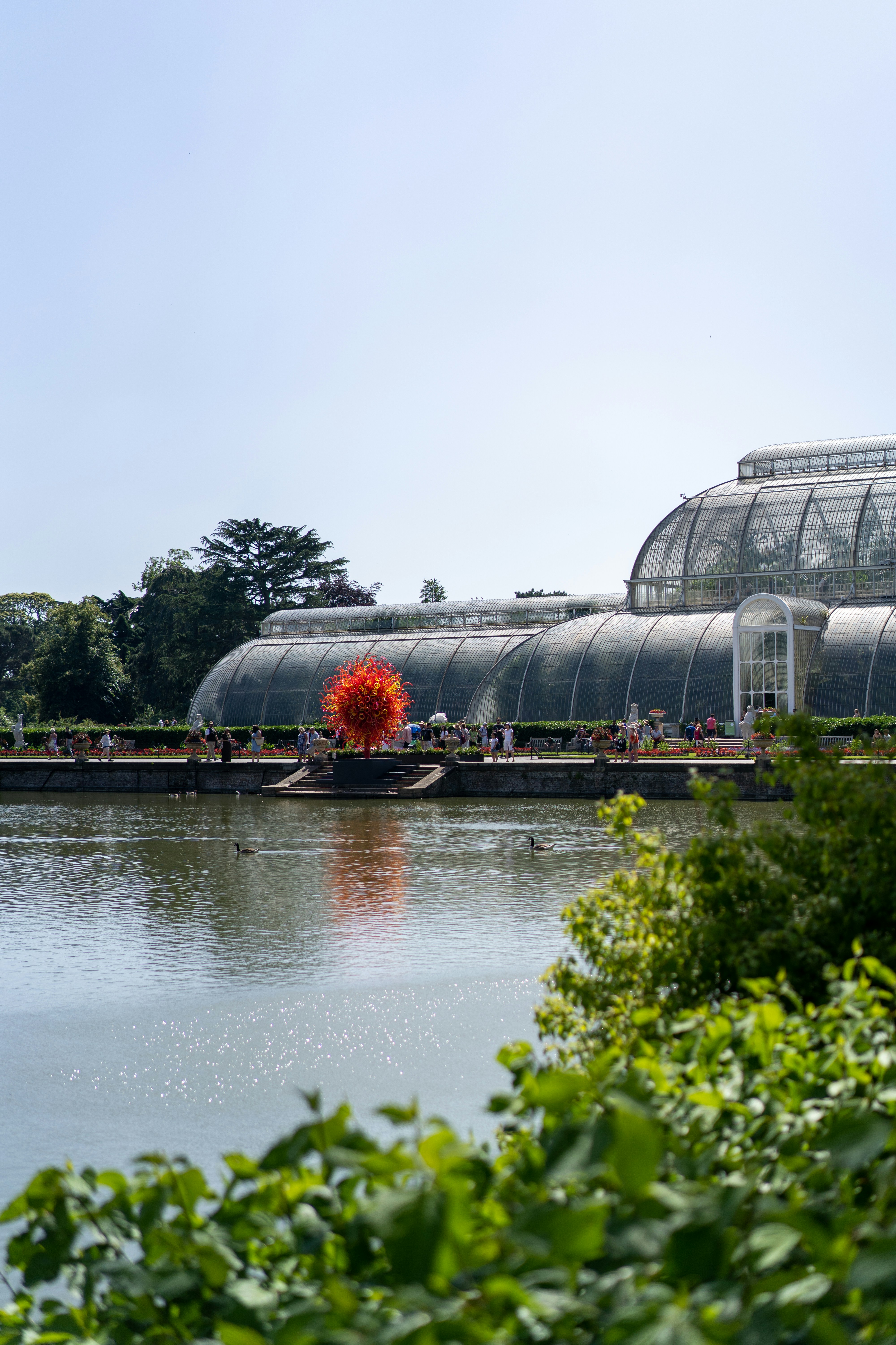 Crimson Tree by the Conservatory Pond: Reflections and Glasshouse Glow