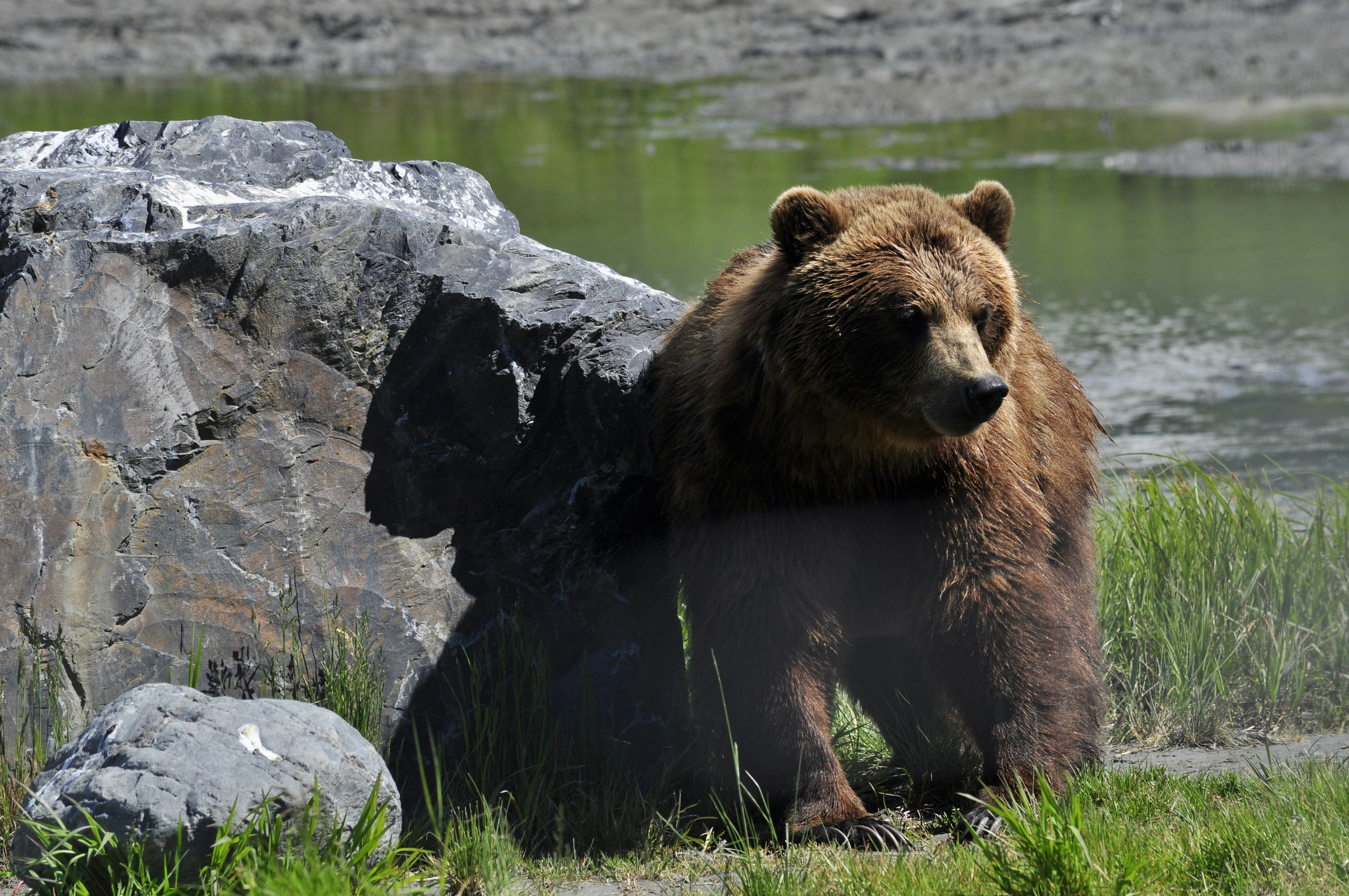 Grizzly bear standing near a large rock by a serene water body, surrounded by lush greenery.