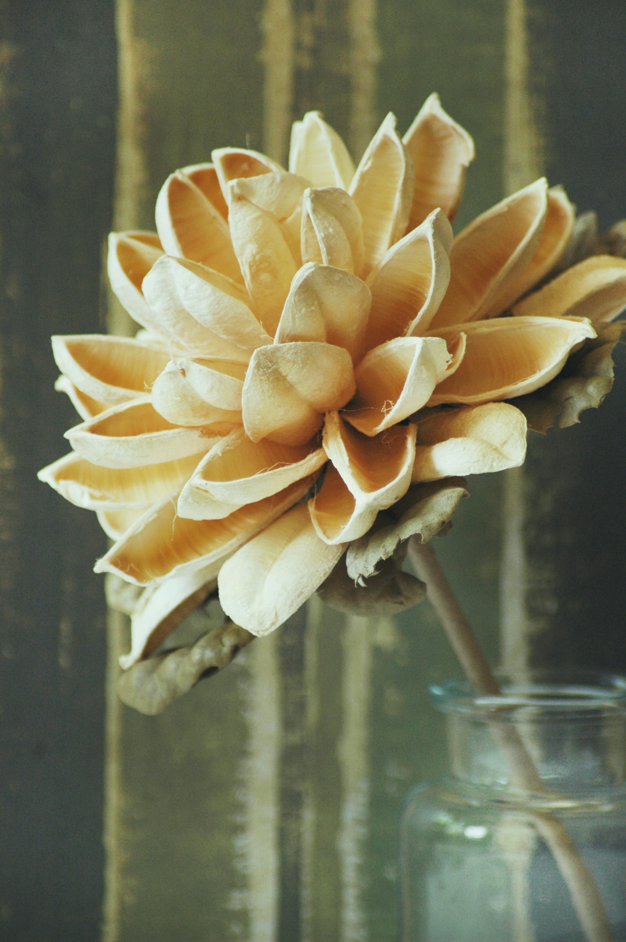 A beautifully arranged dried lotus flower with layered petals, set against a textured green background.