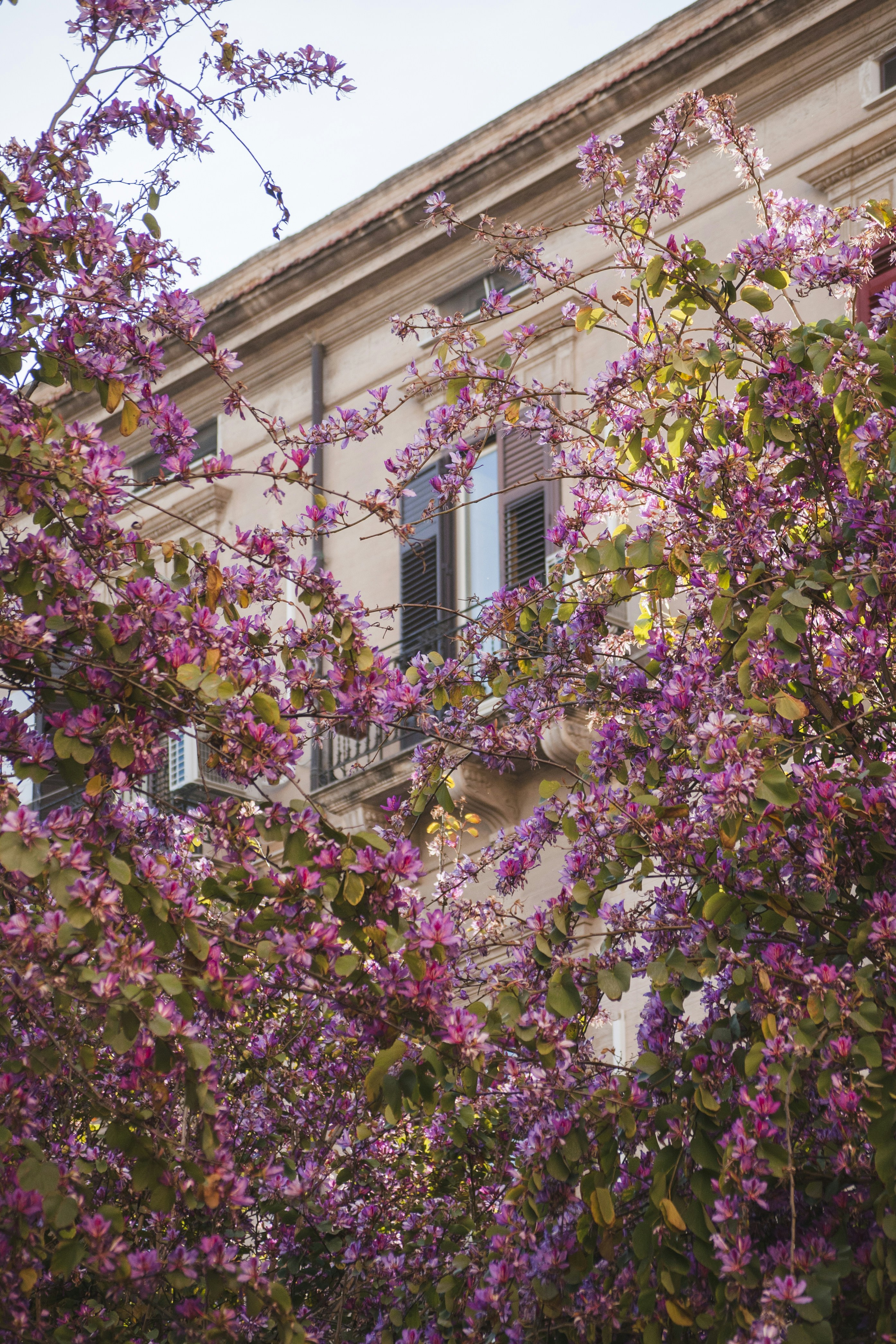 Vibrant purple flowers intertwine with a classic building, showcasing nature's beauty in an urban setting.