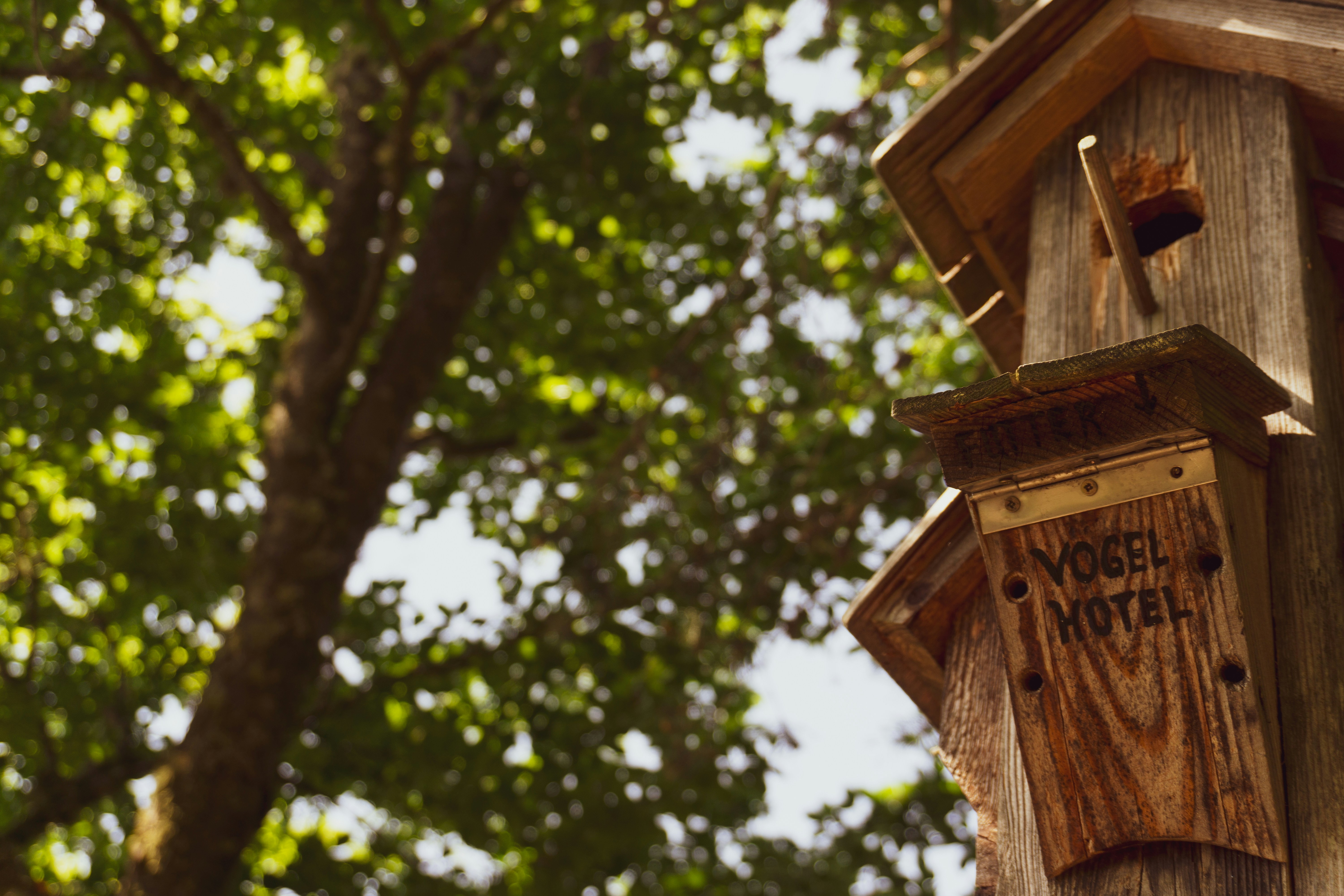 Wooden birdhouse nestled among sun-dappled leaves in a tranquil forest setting.