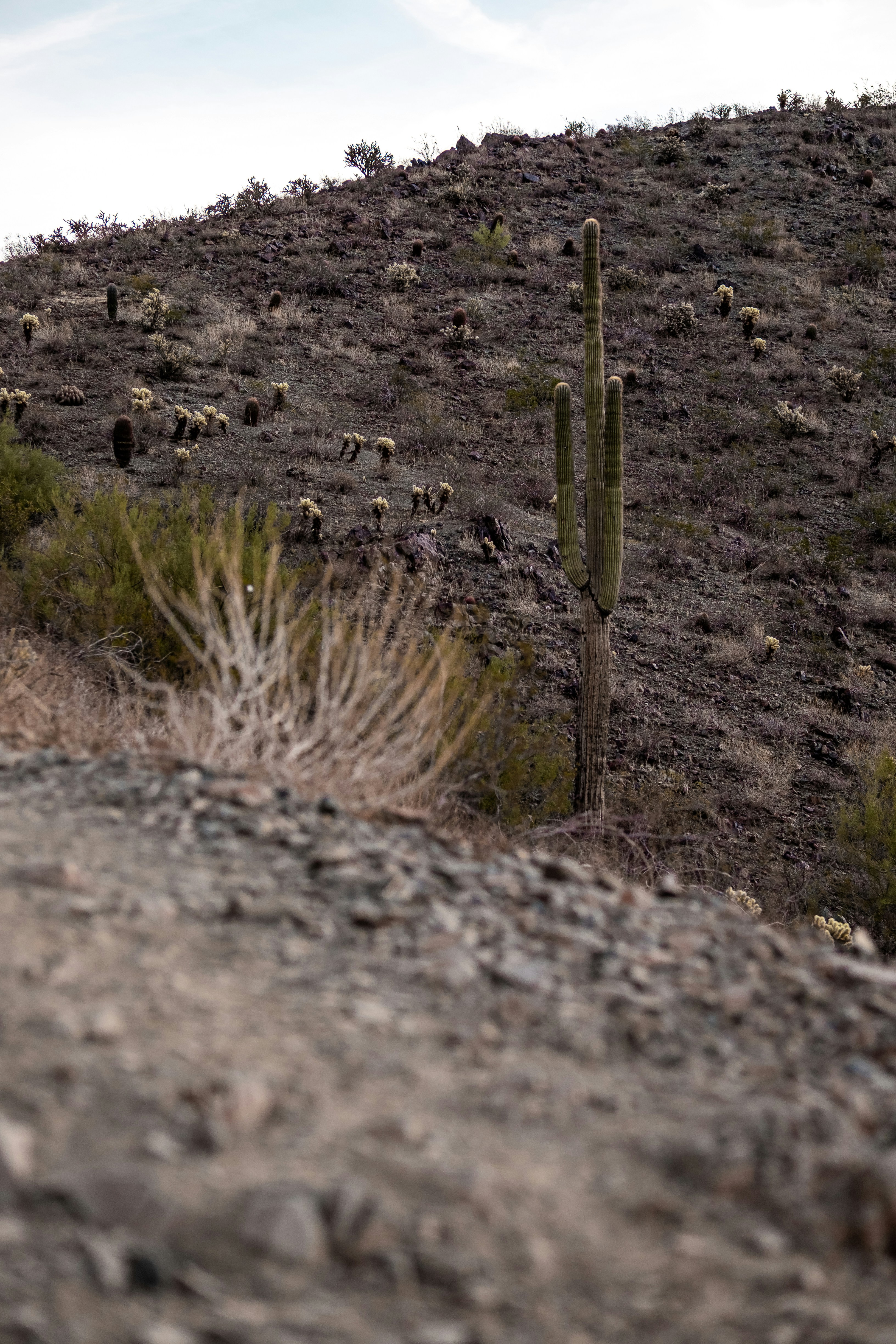 Lone Saguaro on a Charred Desert Slope
