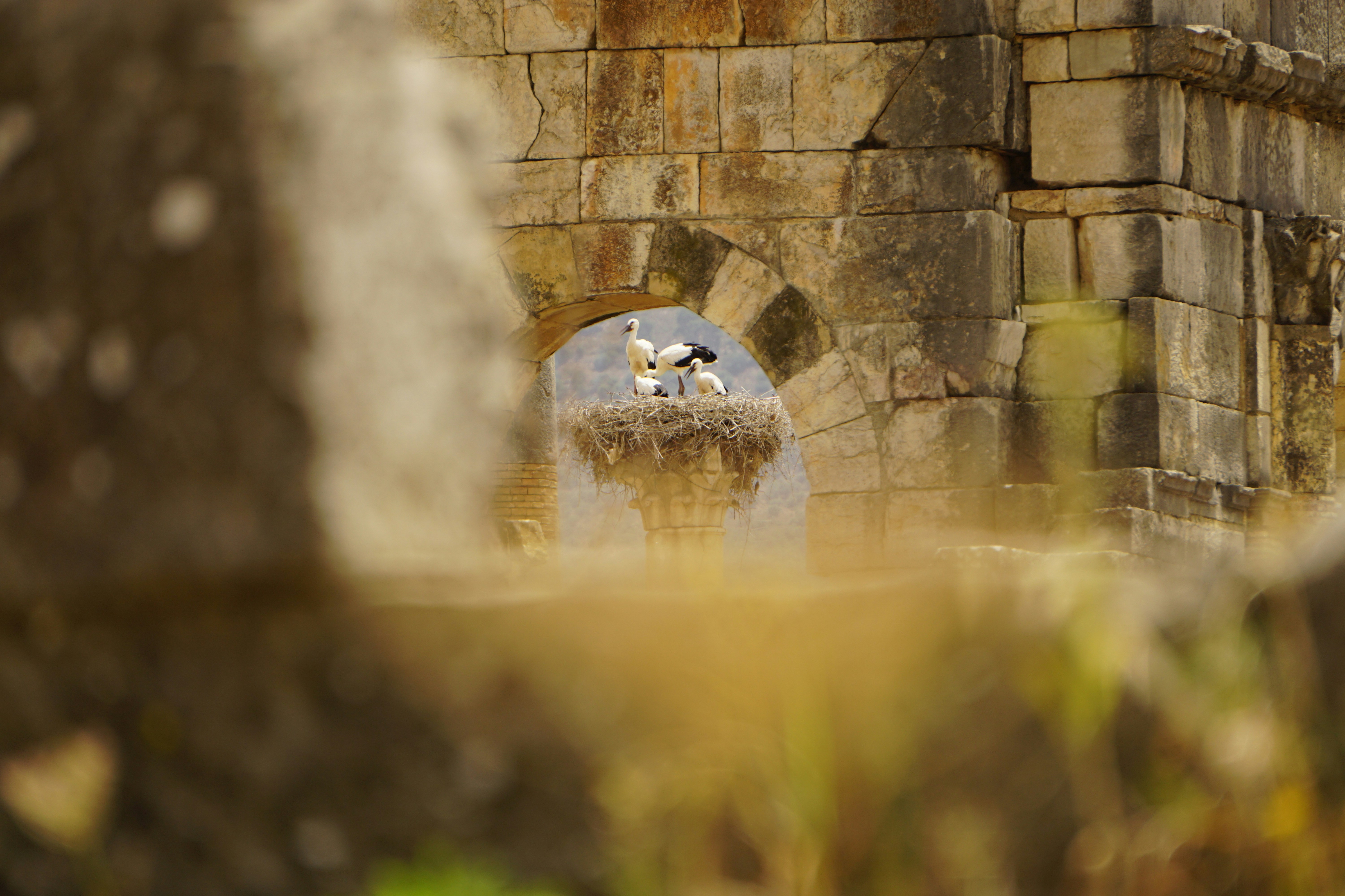 Nest Beneath a Weathered Stone Arch: A White Wading Bird in Quiet Vigil