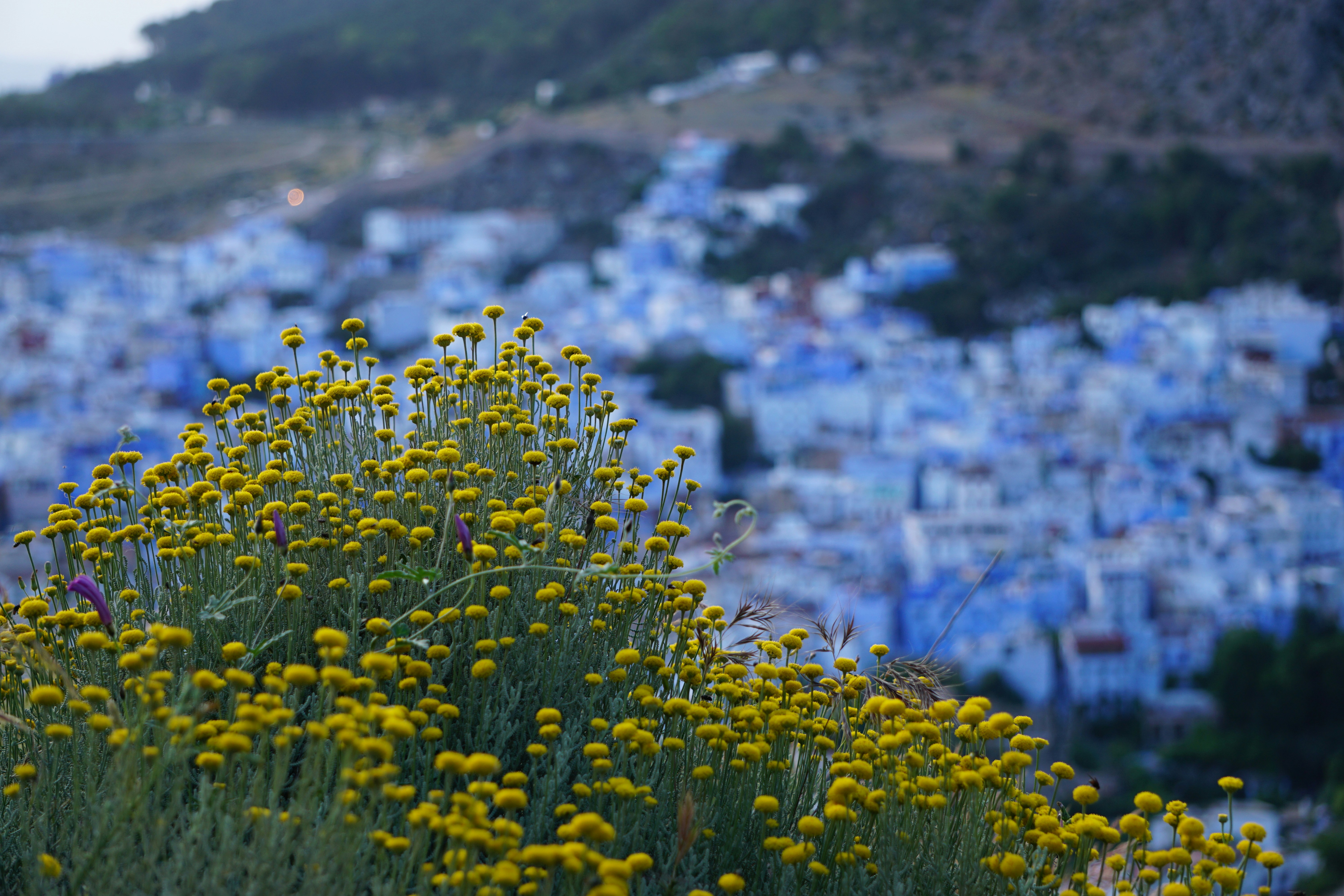 Yellow Blooms Framing a Cobalt Hillside Village