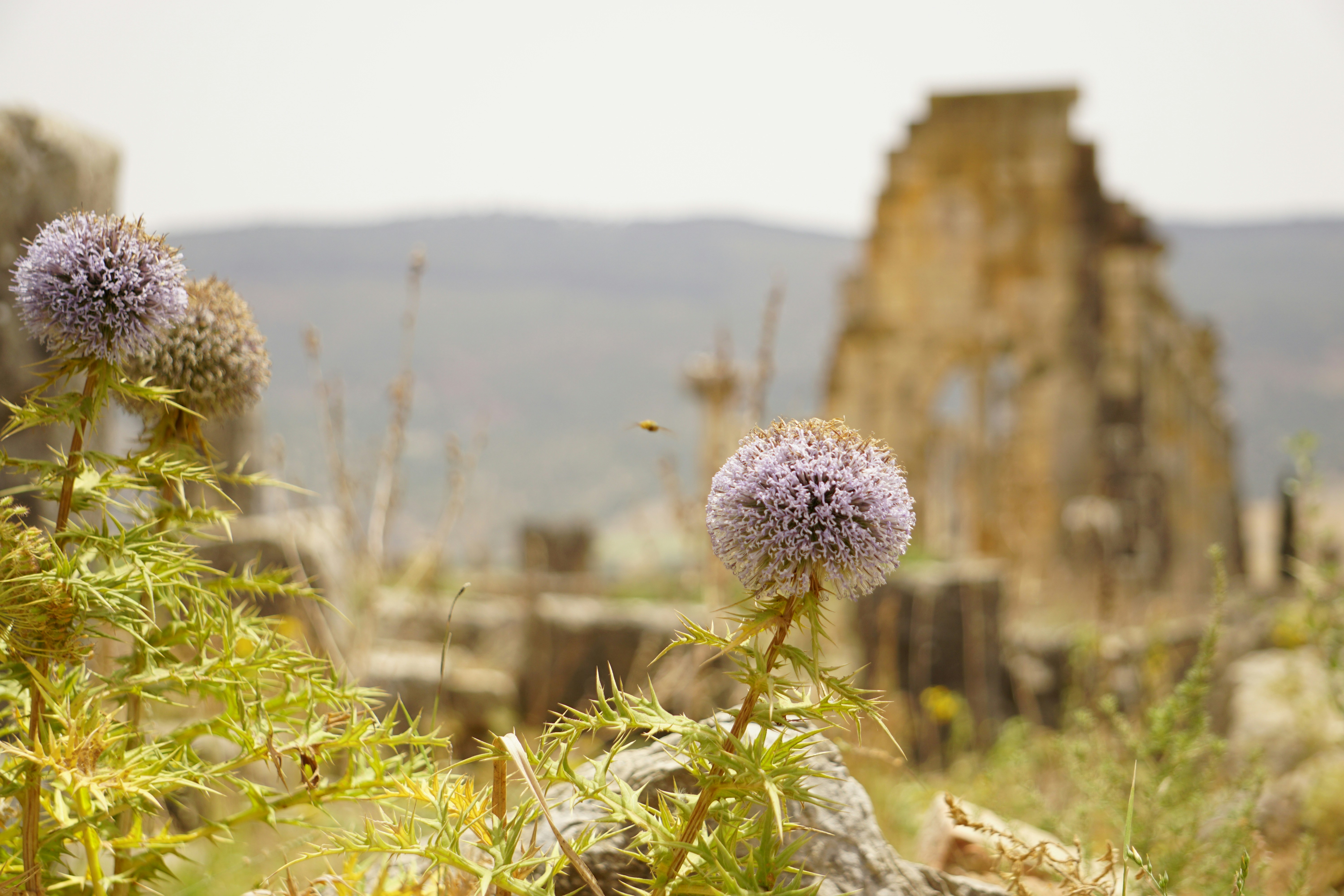 Purple Globe Thistles Framing Ancient Ruins in Soft Daylight