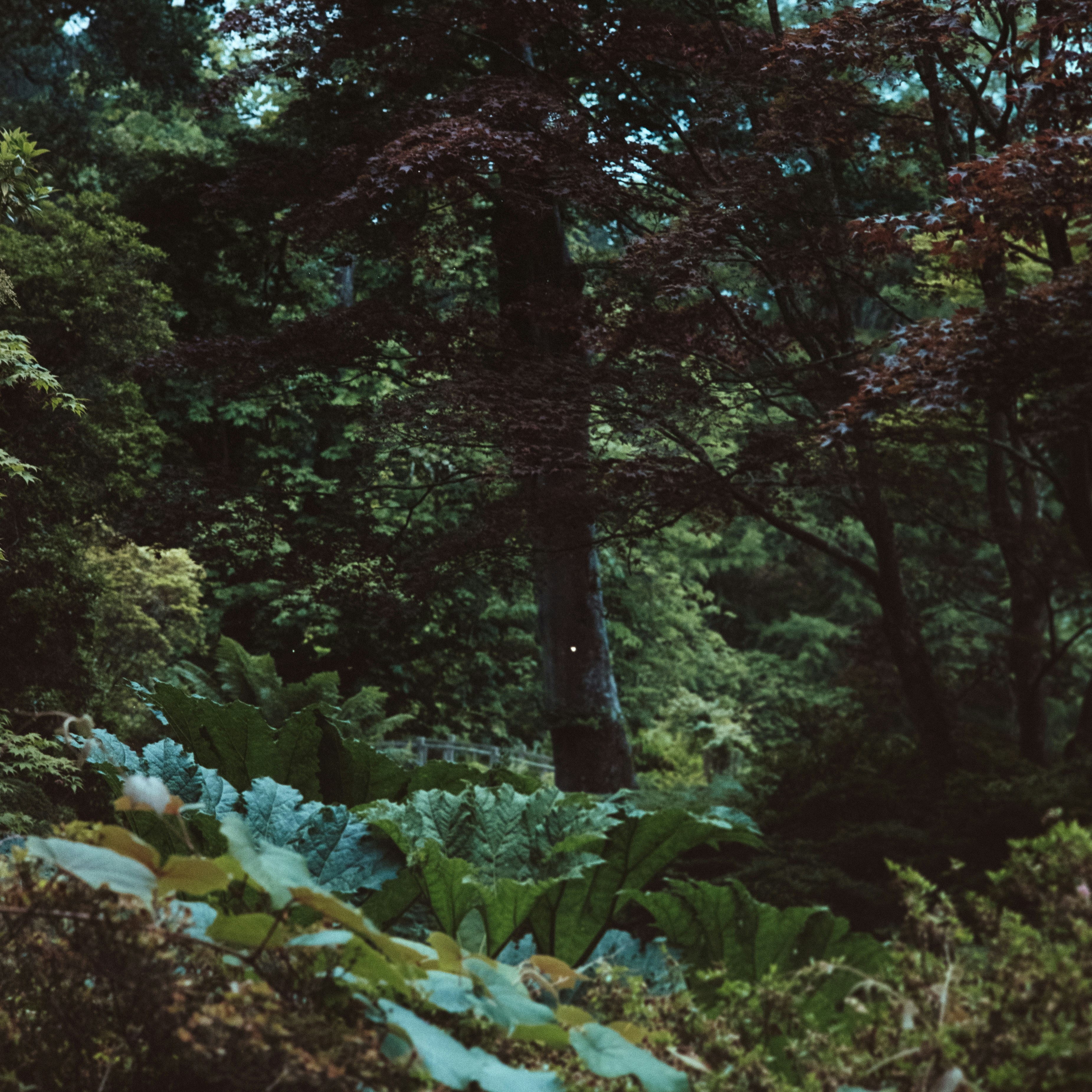 Forest during day photo – Free Plant Image on Unsplash