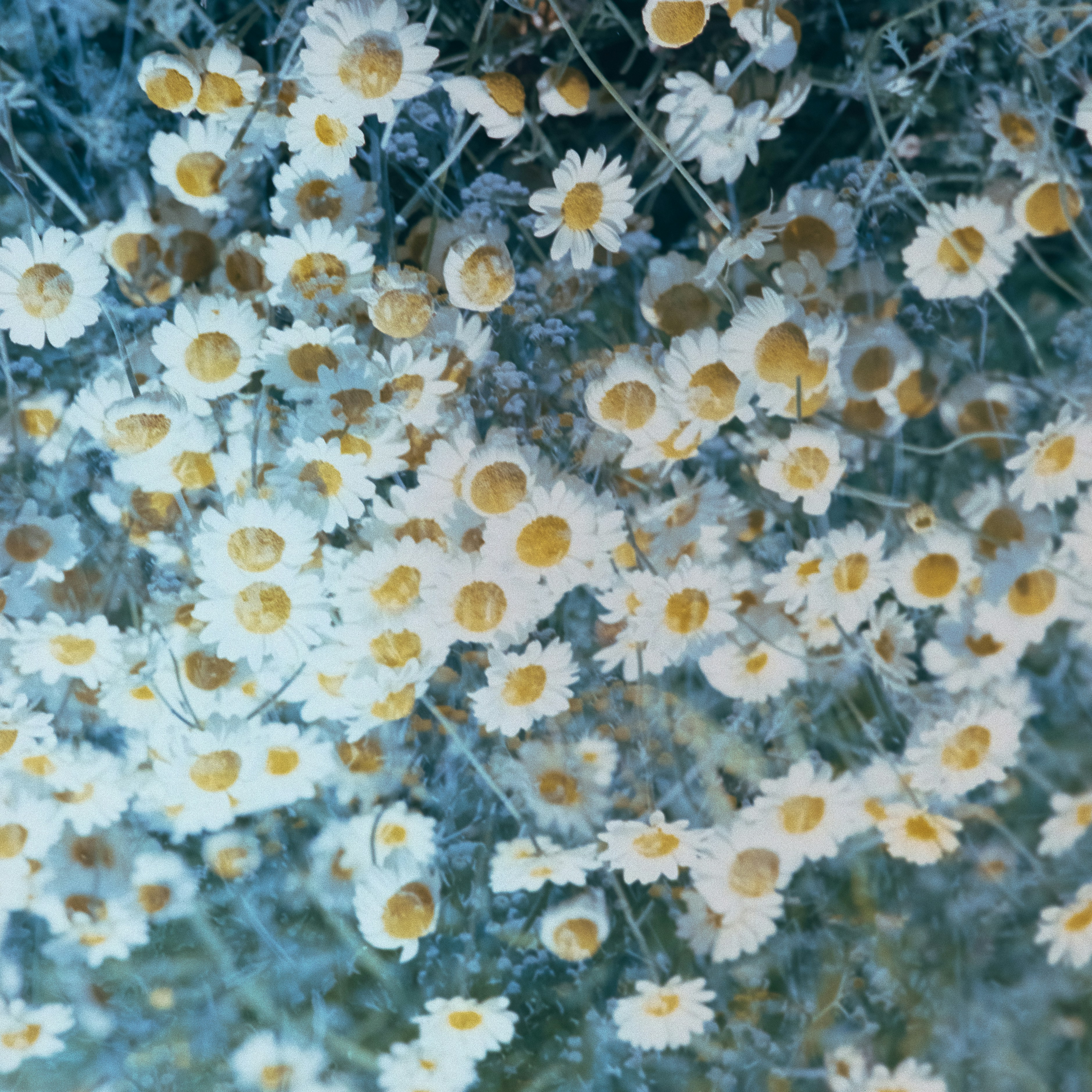 A vibrant cluster of daisies with white petals and golden centers, interspersed with greenery, creating a lively floral tapestry.
