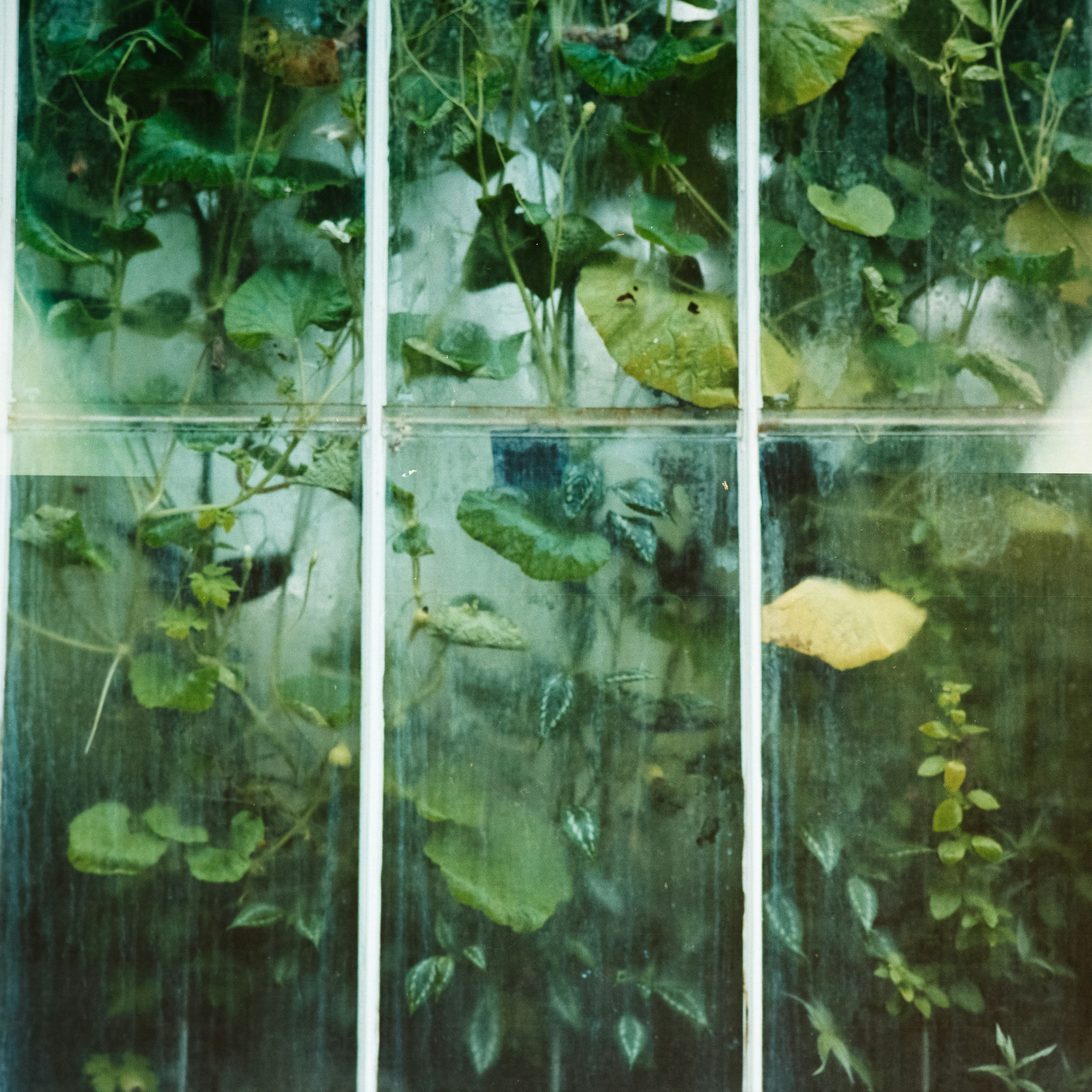 Greenhouse Veil: A Close-Up of Emerald Foliage Through Glass Panels