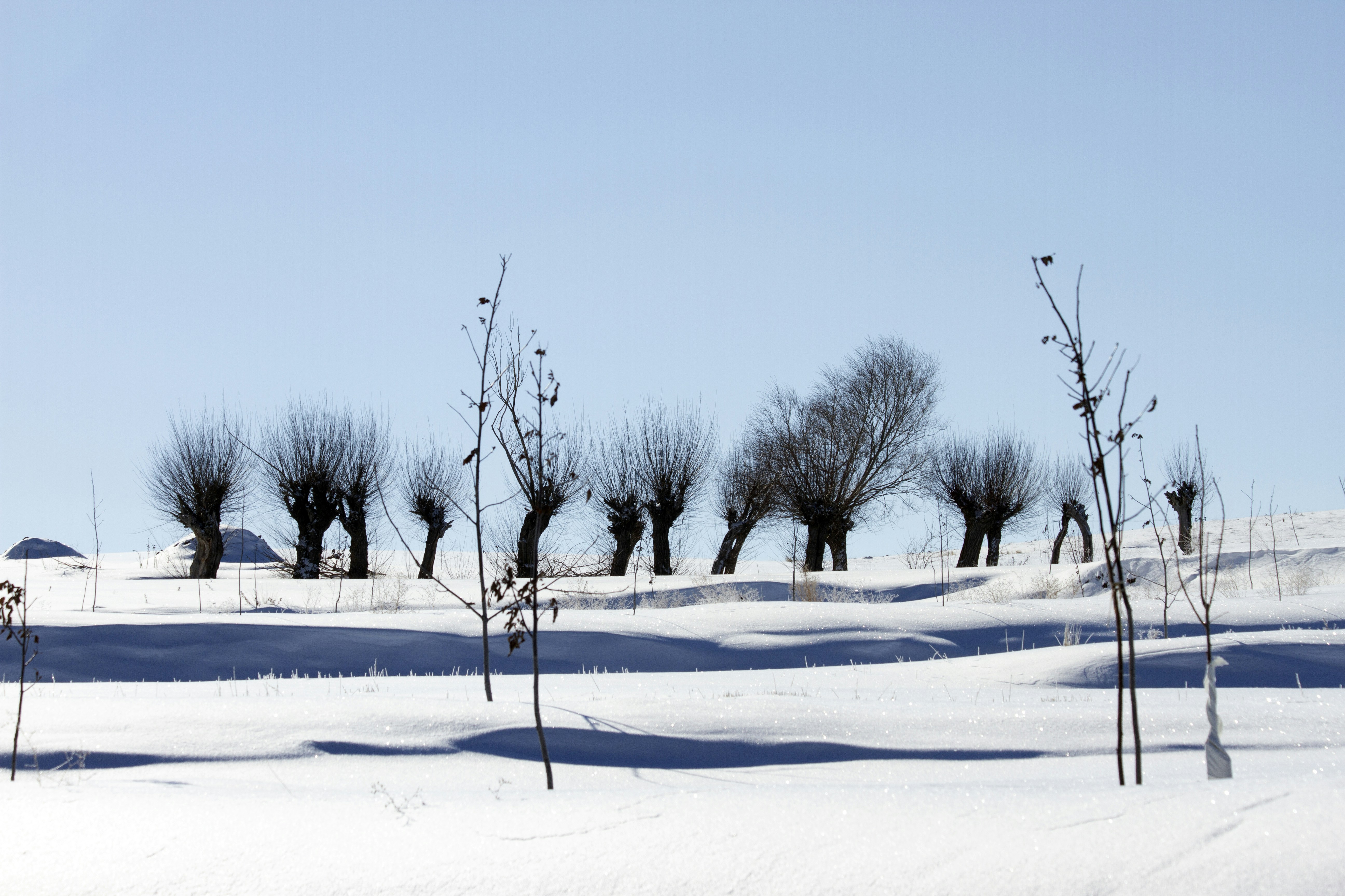 Pollarded silhouettes marching along a snow-dusted ridge beneath a cobalt winter sky