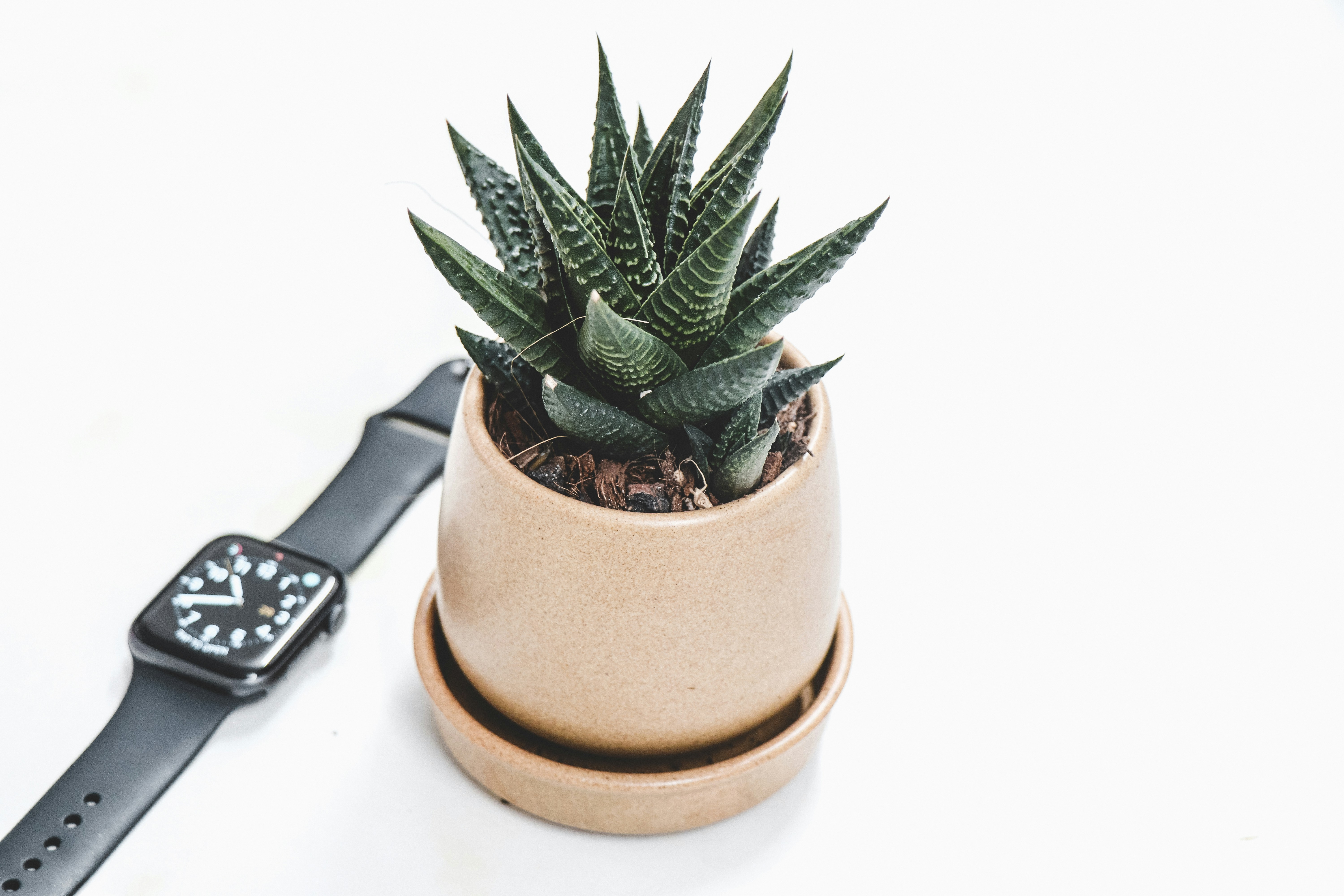 Green aloe plant on pot beside Apple Watch photo – Free Grey Image on ...
