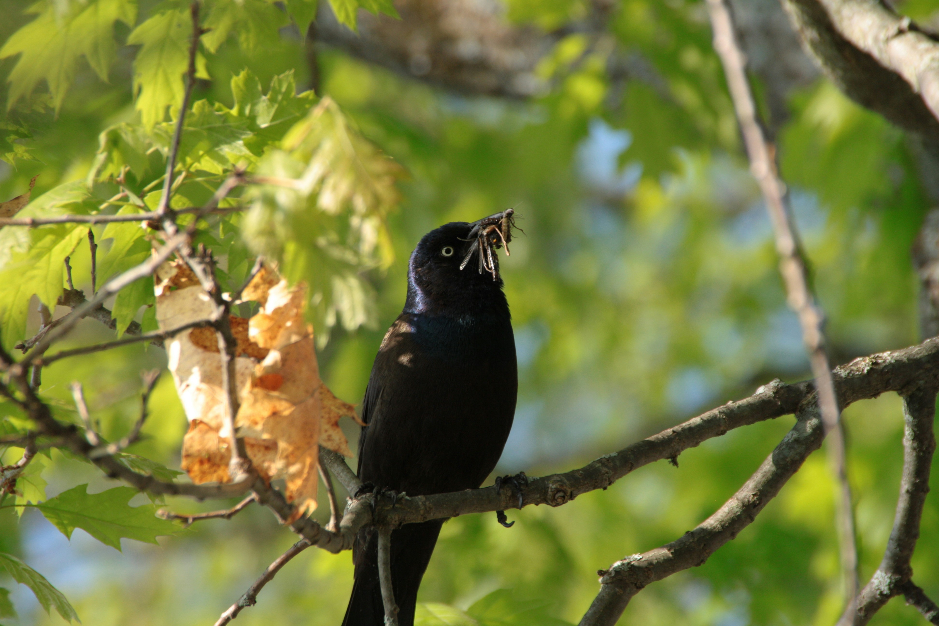 Black Bird on a Sunlit Branch Amid Green Canopy