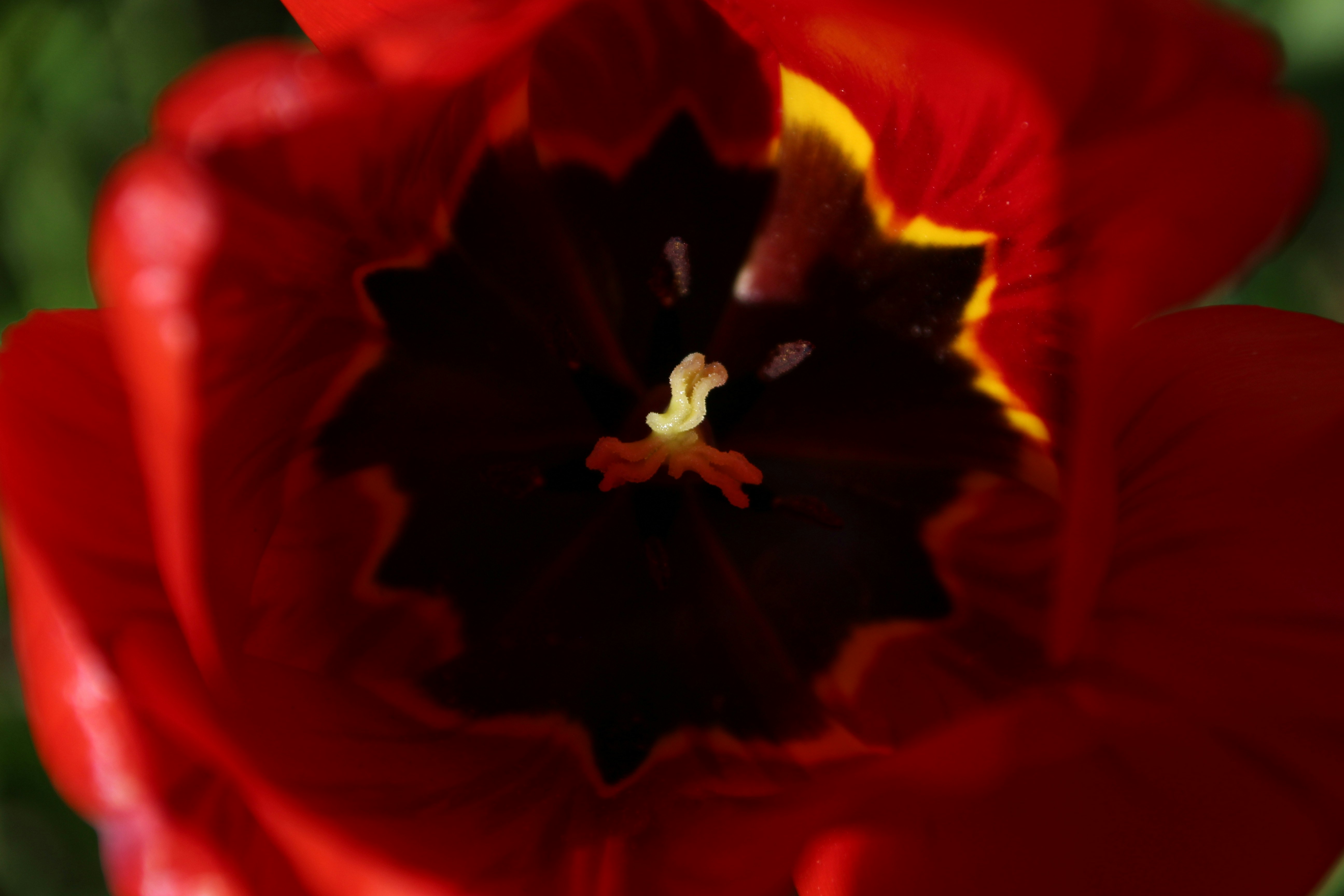 Crimson Tulip Core: Velvet Petals Framing a Sunlit Stamen