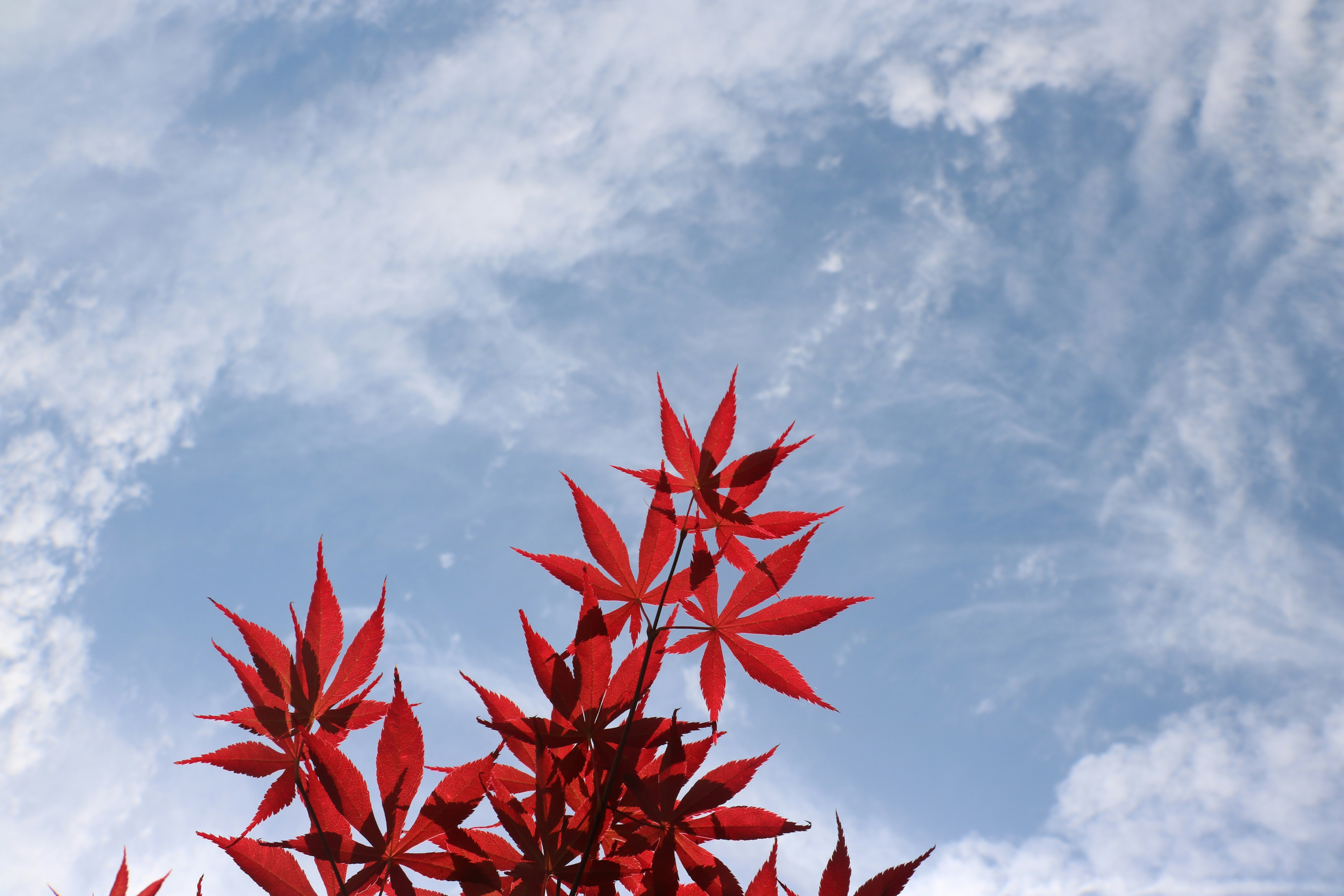 Red cannabis plant photo – Free Plant Image on Unsplash