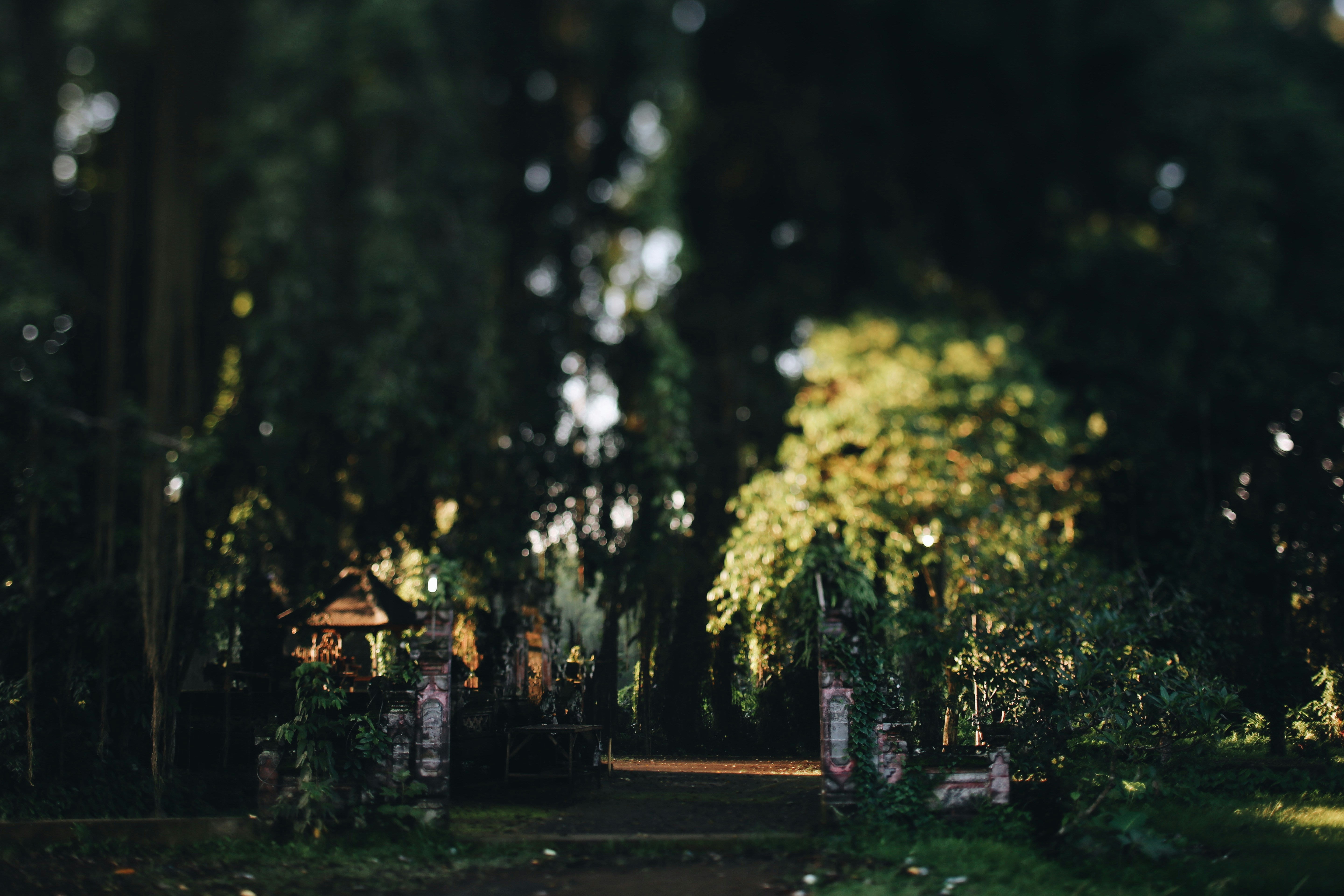 A serene garden entrance framed by lush greenery and dappled sunlight, inviting exploration. The scene captures a tranquil moment in nature.