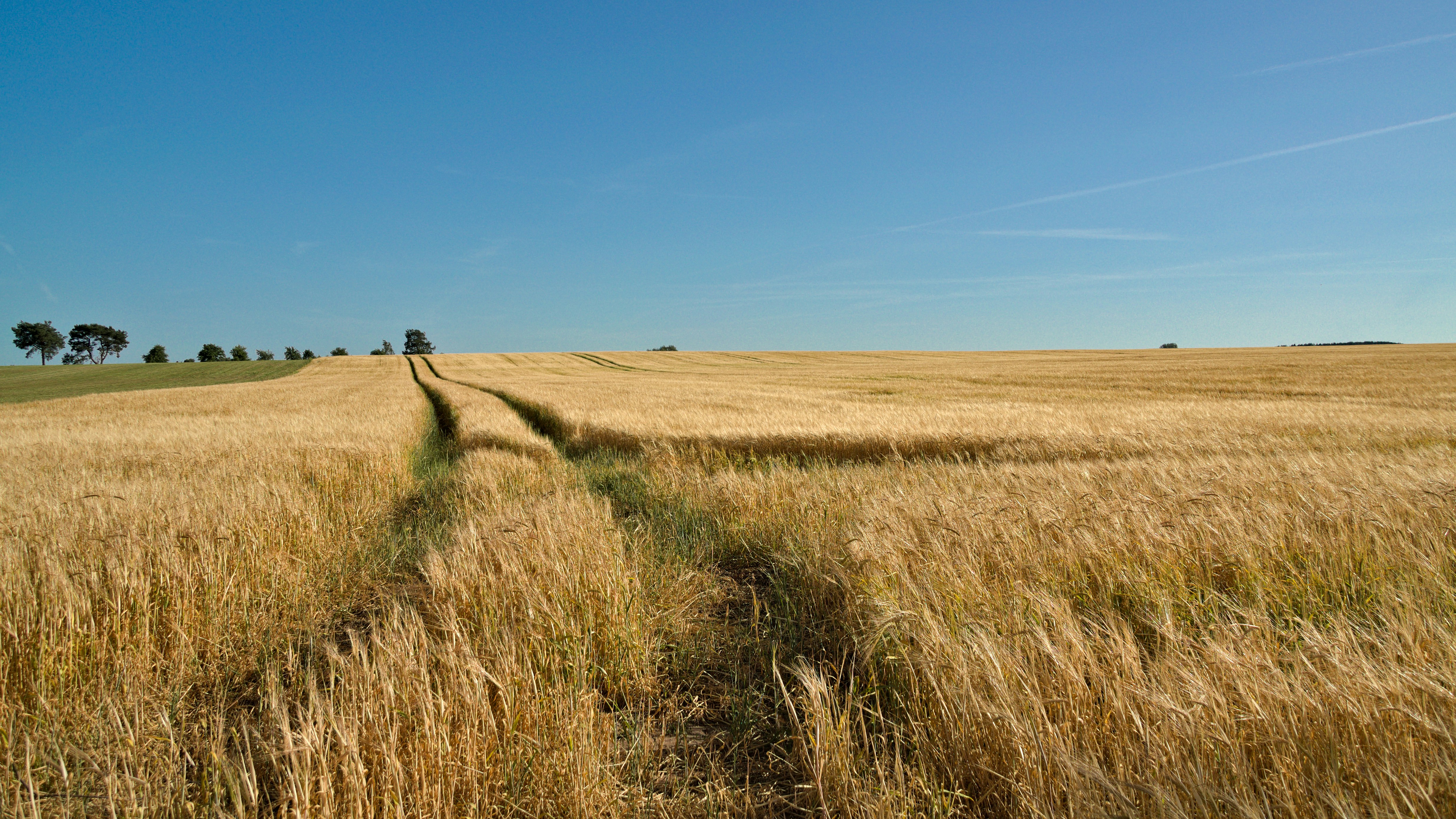 Brown grass field under clear blue sky photo – Free #grain Image on ...