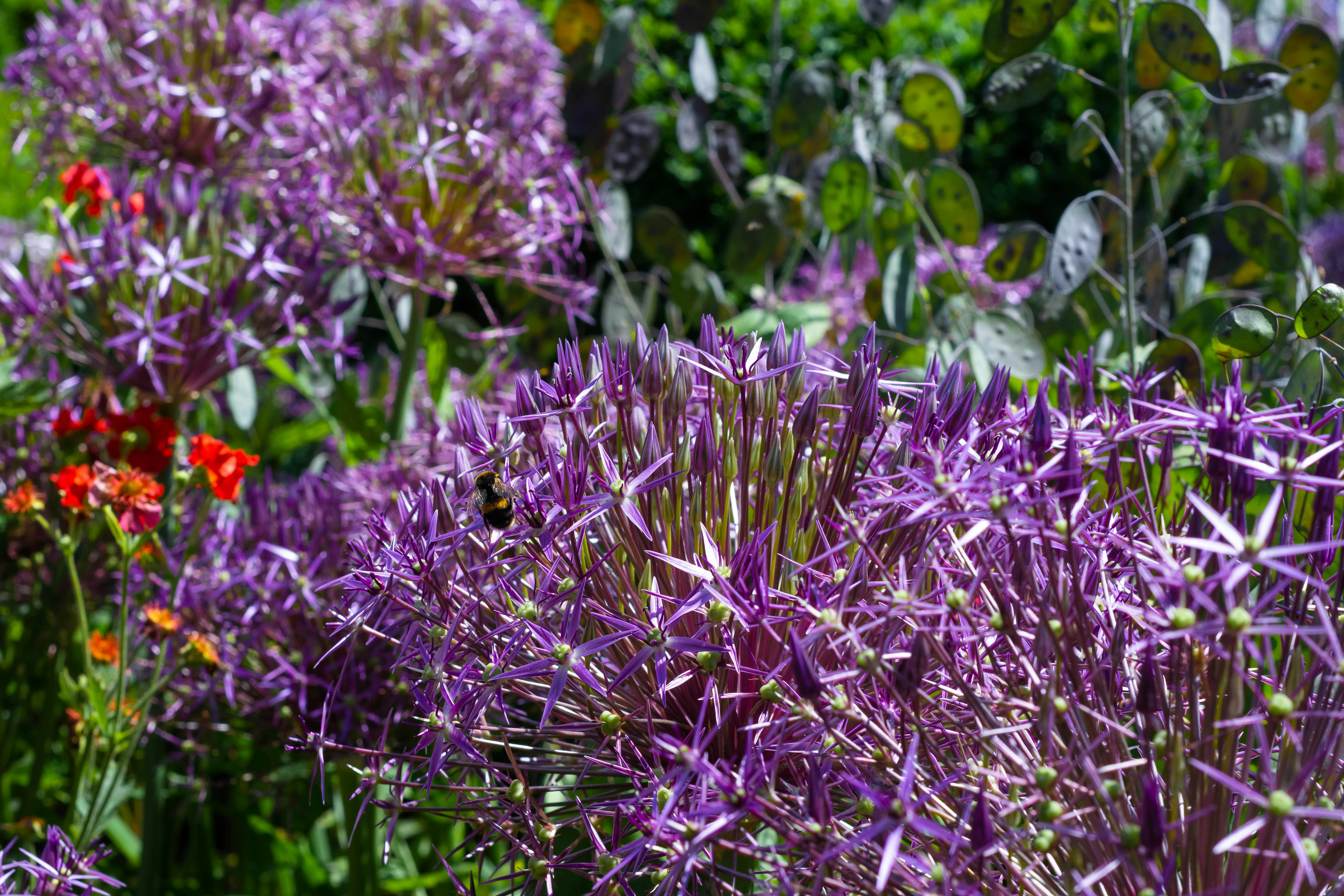 Purple Allium Bloom Crowd with Bee in Sunlit Garden Bed