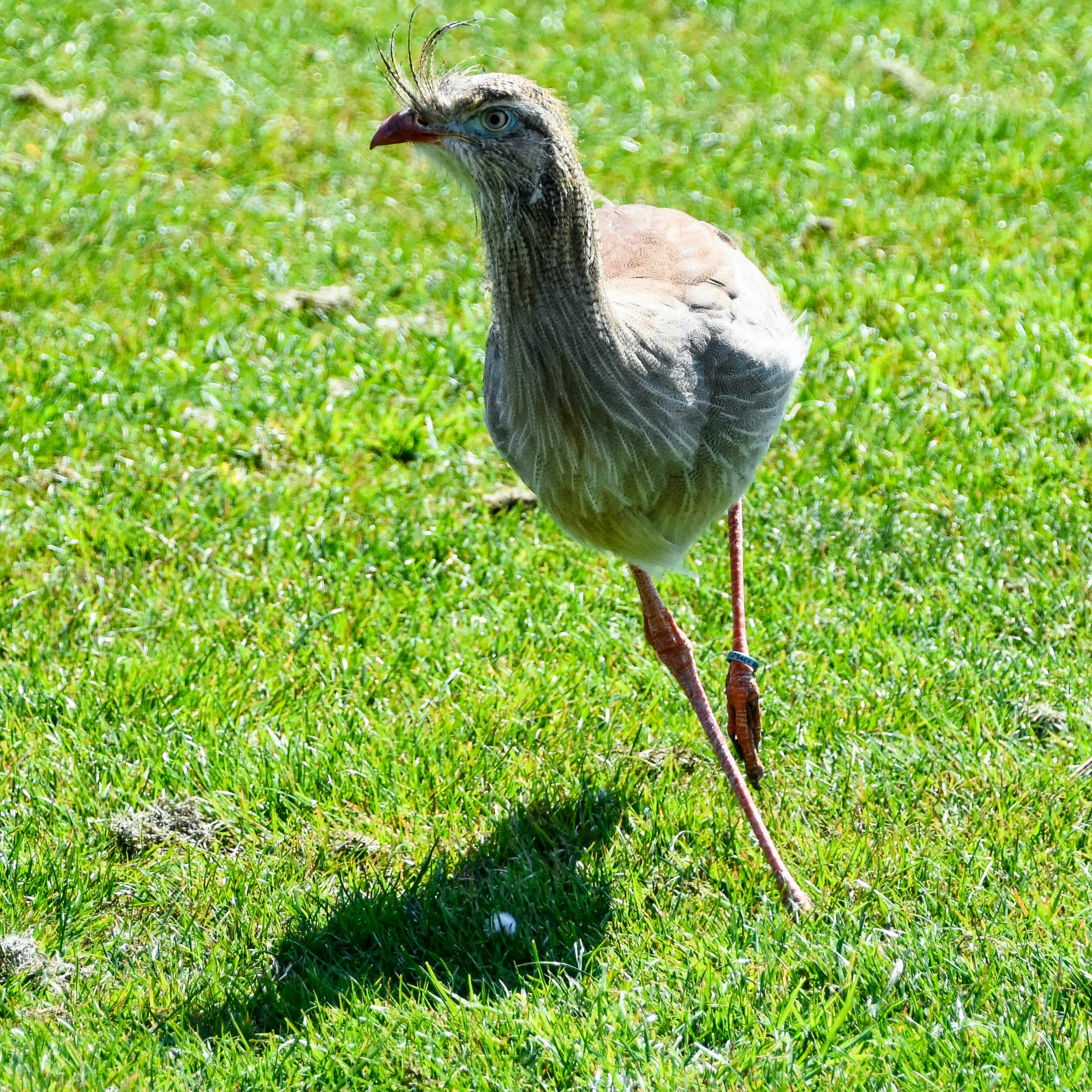 Southern Screamer walking on lush green grass under bright sunlight.