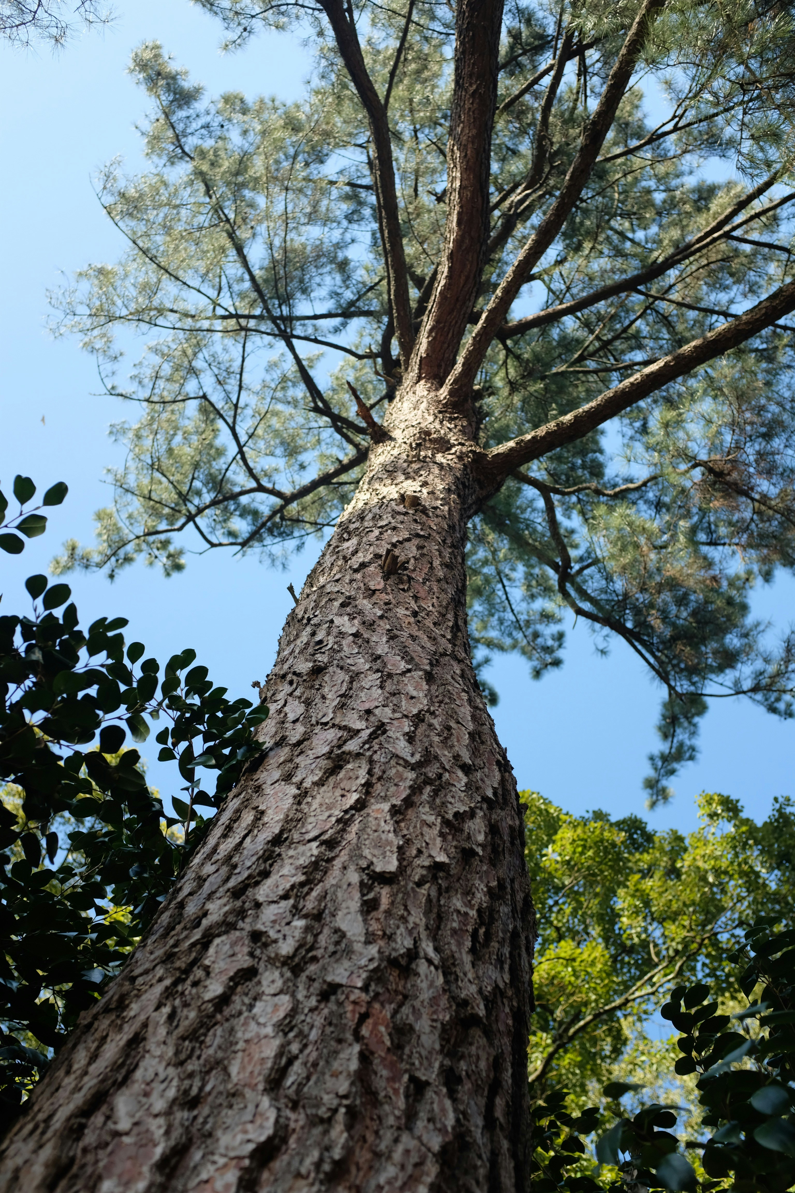 Brown pine tree during daytime photo – Free Matsuyama Image on Unsplash