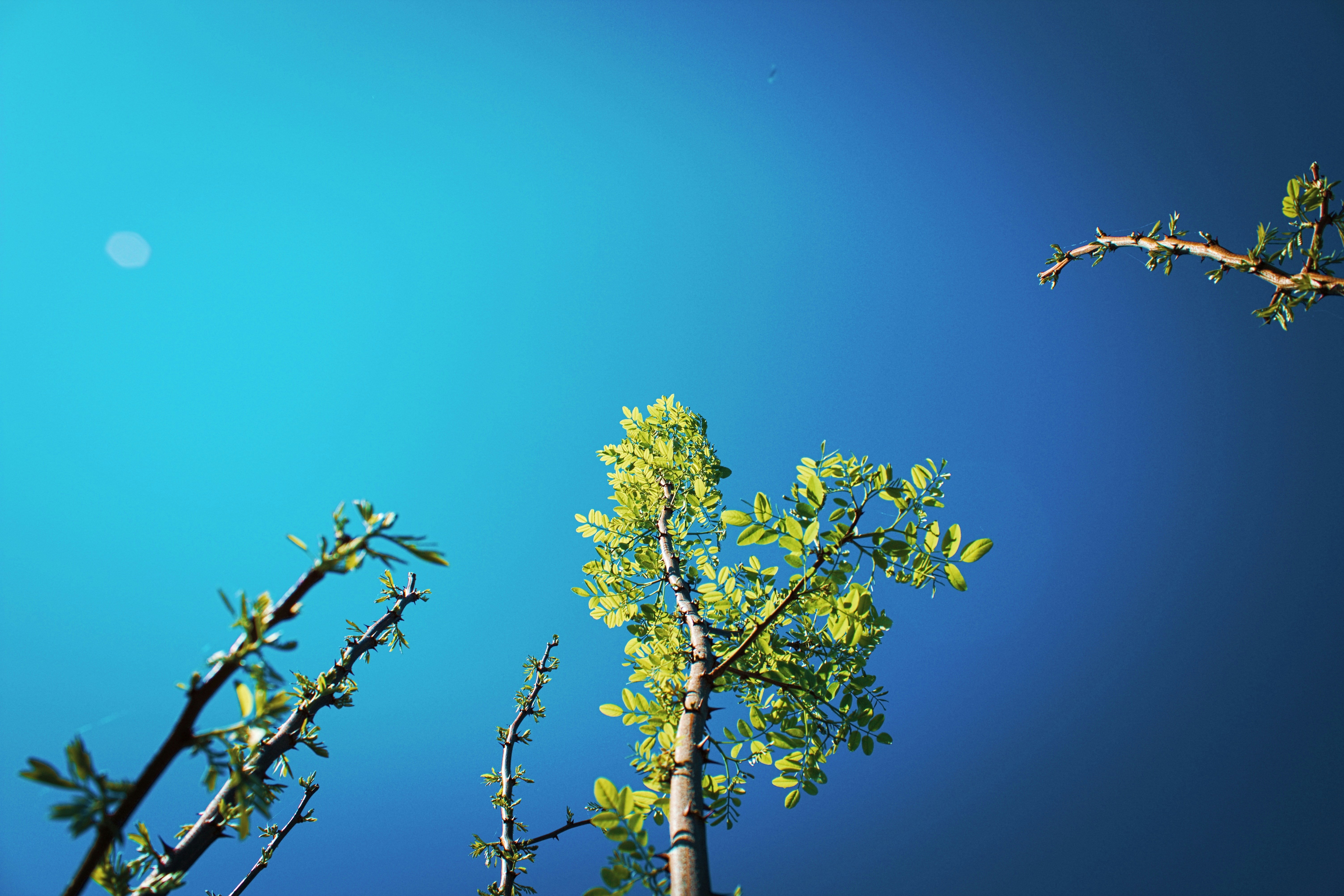 Green leafy tall tree photo – Free Blue Image on Unsplash