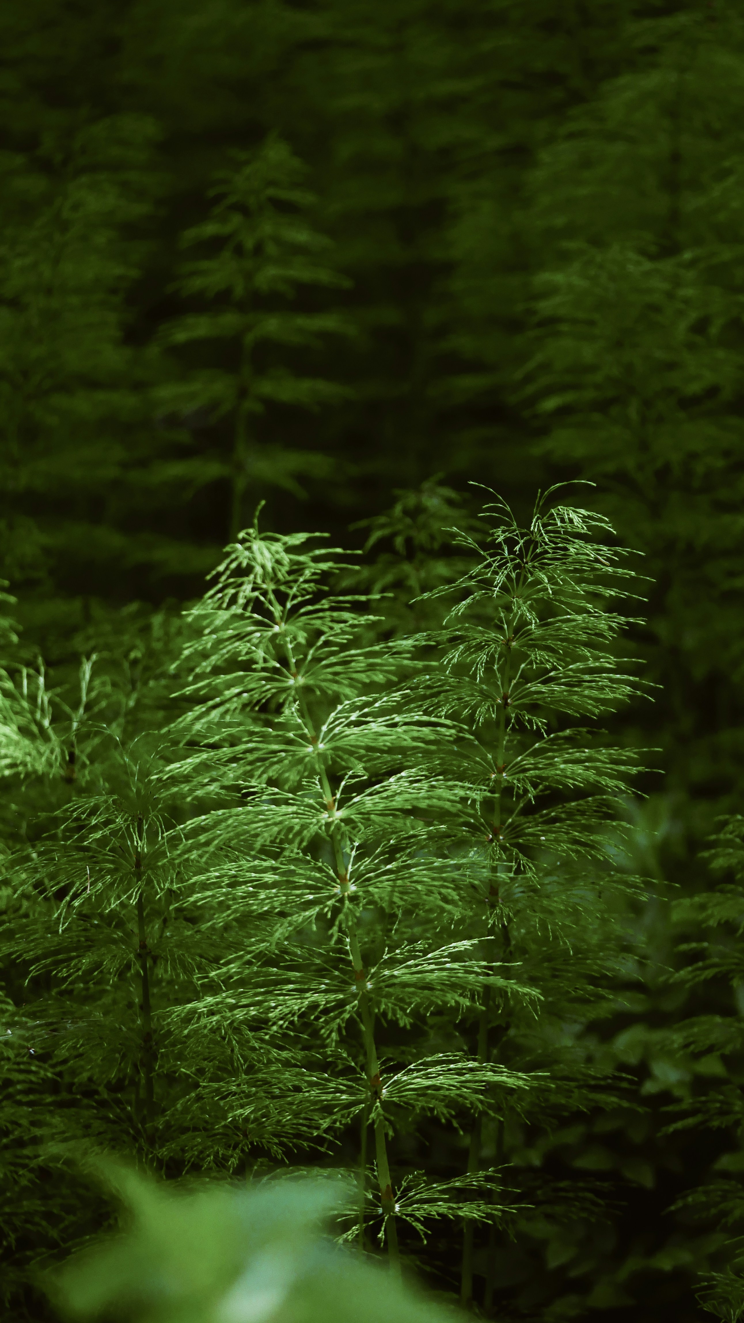 Emerald Fronds in a Shadowed Woodland Understory